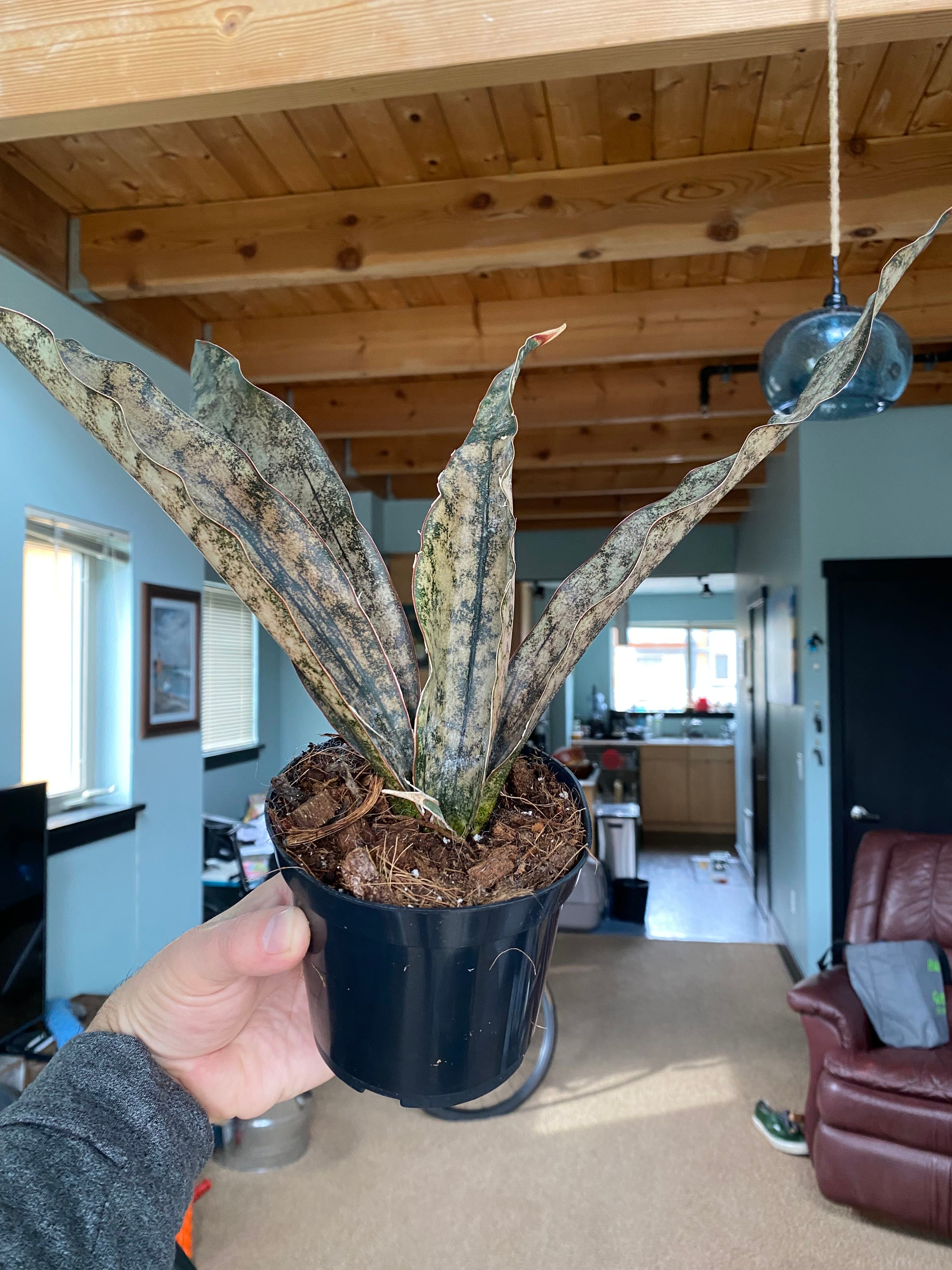 Keep Your cylindrical snake plant Alive: Light, Water & Care Instructions