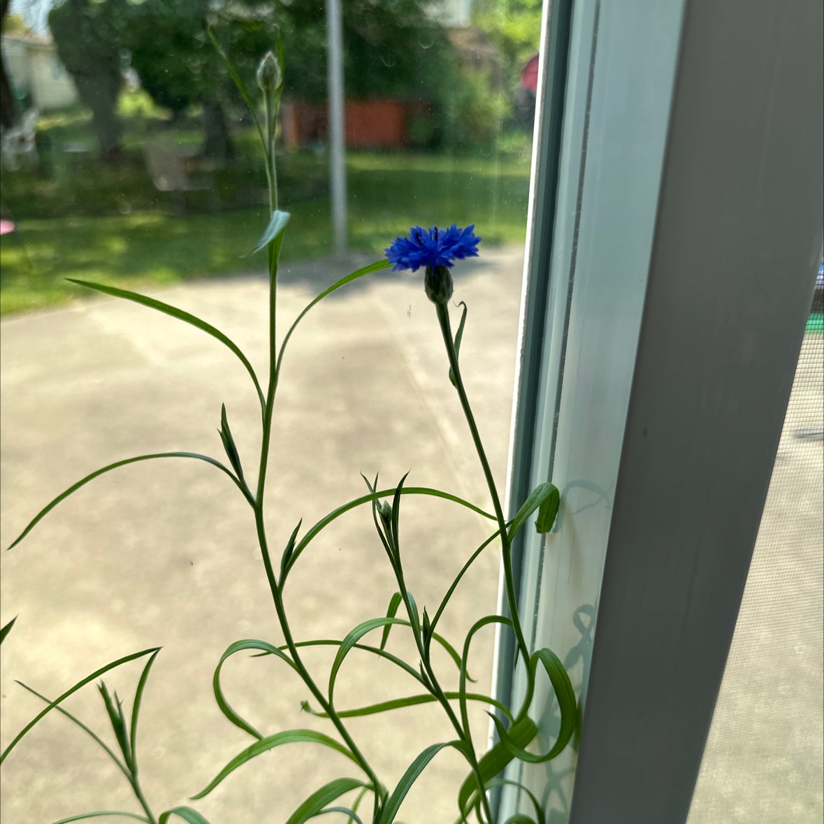 Common Cornflower Problems