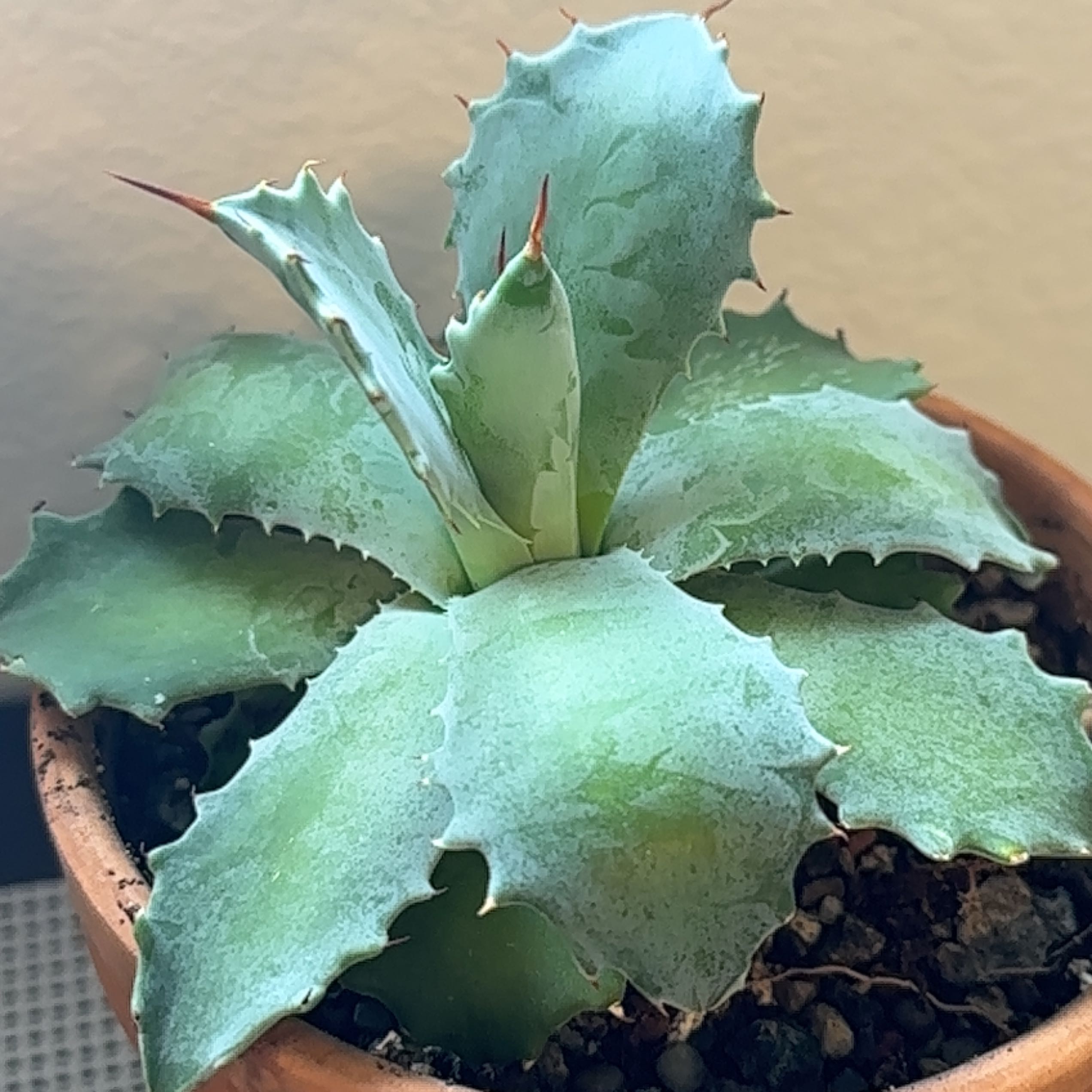 🦋 Propagating Butterfly Agave: Step-by-Step Guide
