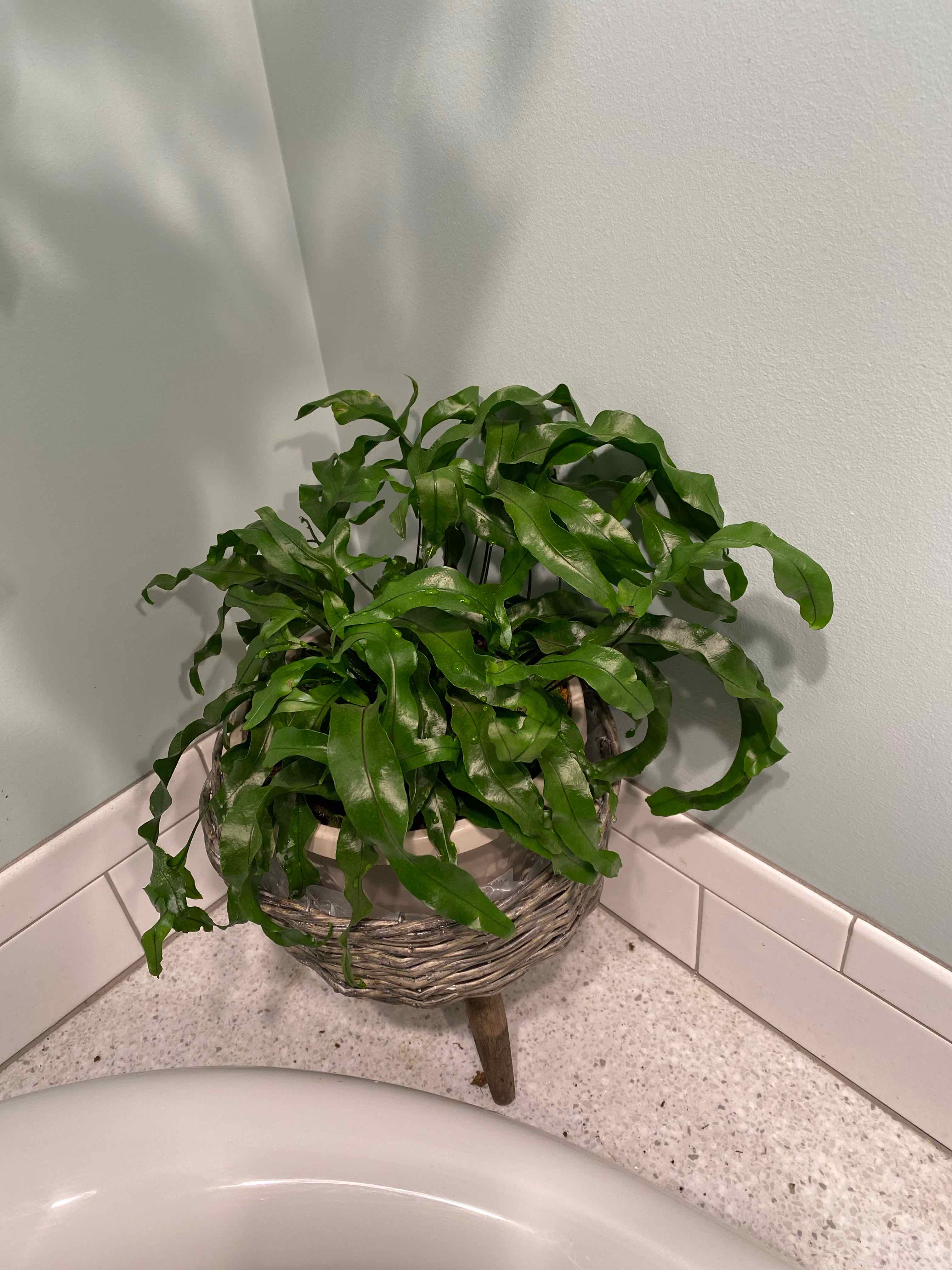 🐇 How To Propagate Your Rabbit's Foot Fern