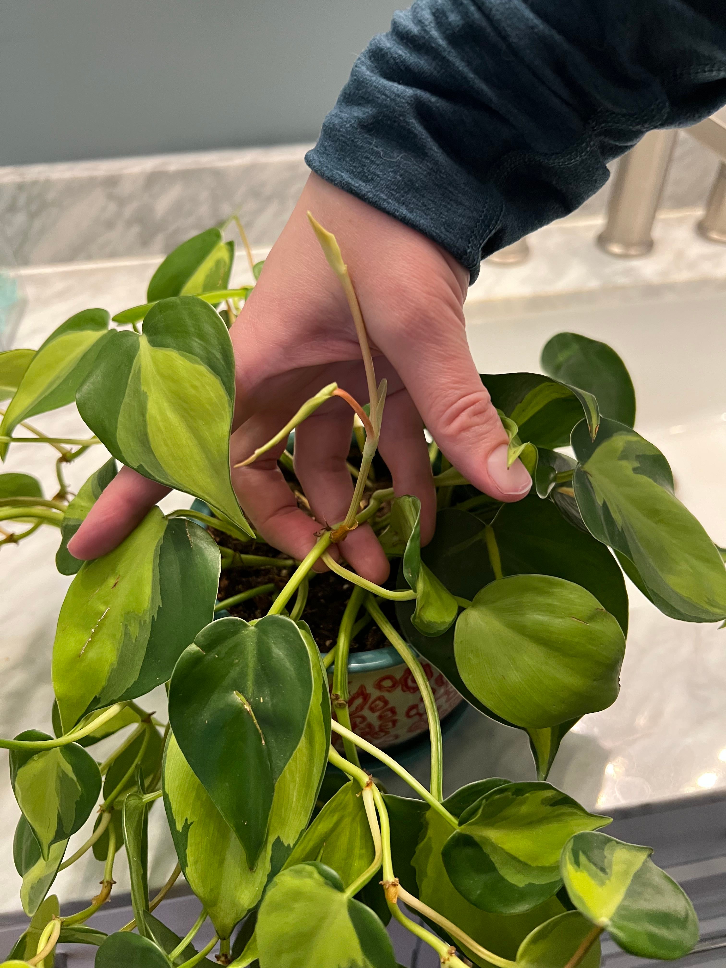 Spike Leaves is a beast! Growing a new stem with 2 leaves...