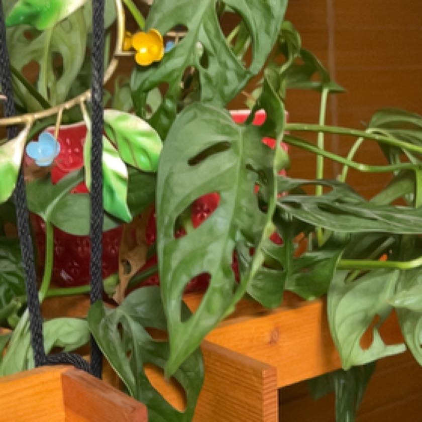 Peter Parker | A plant by @BriskFicus on Greg