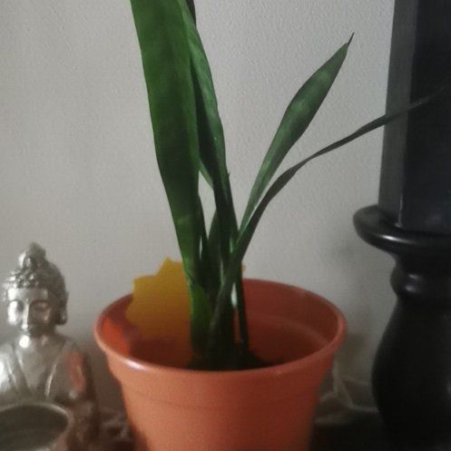 Achilles | A plant by @PotentialBibi on Greg
