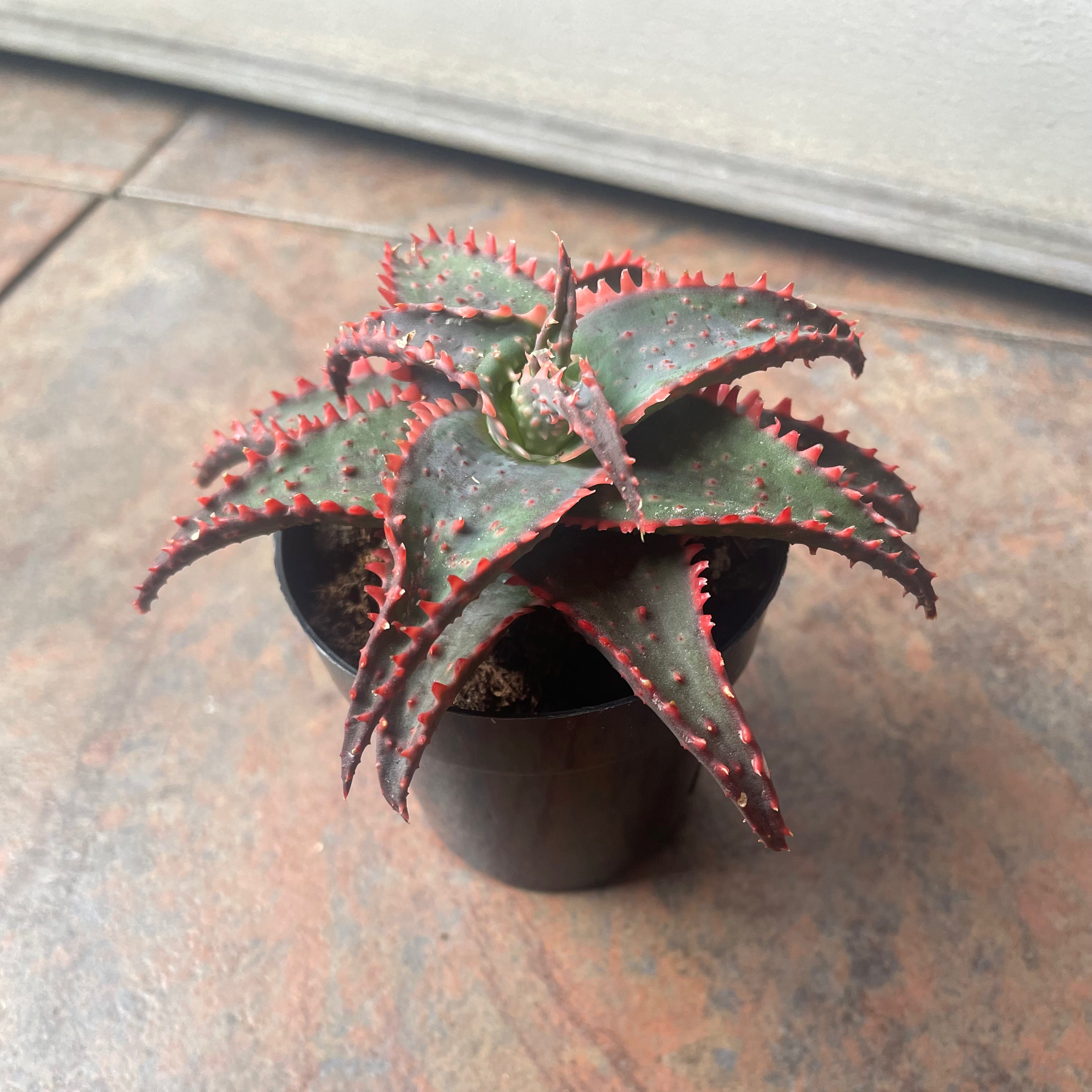 What Does It Mean When Aloe 'Christmas Sleigh' Blooms? 🌸