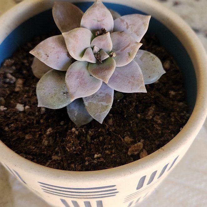 Echeveria Phyllis Collis Plant Care: Water, Light, Nutrients | Greg App 🌱