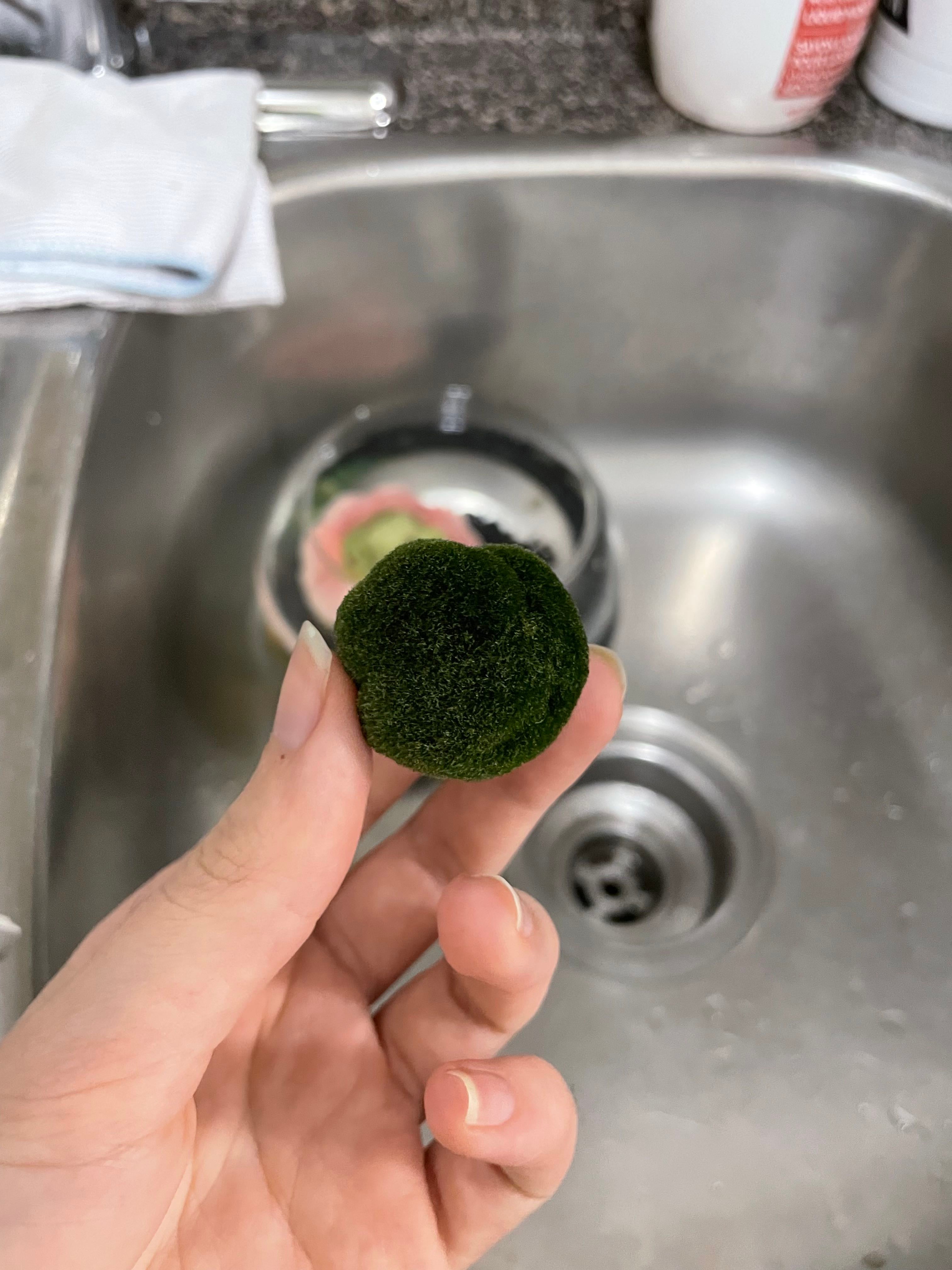Marimo Plant Care: Water, Light, Nutrients | Greg App 🌱