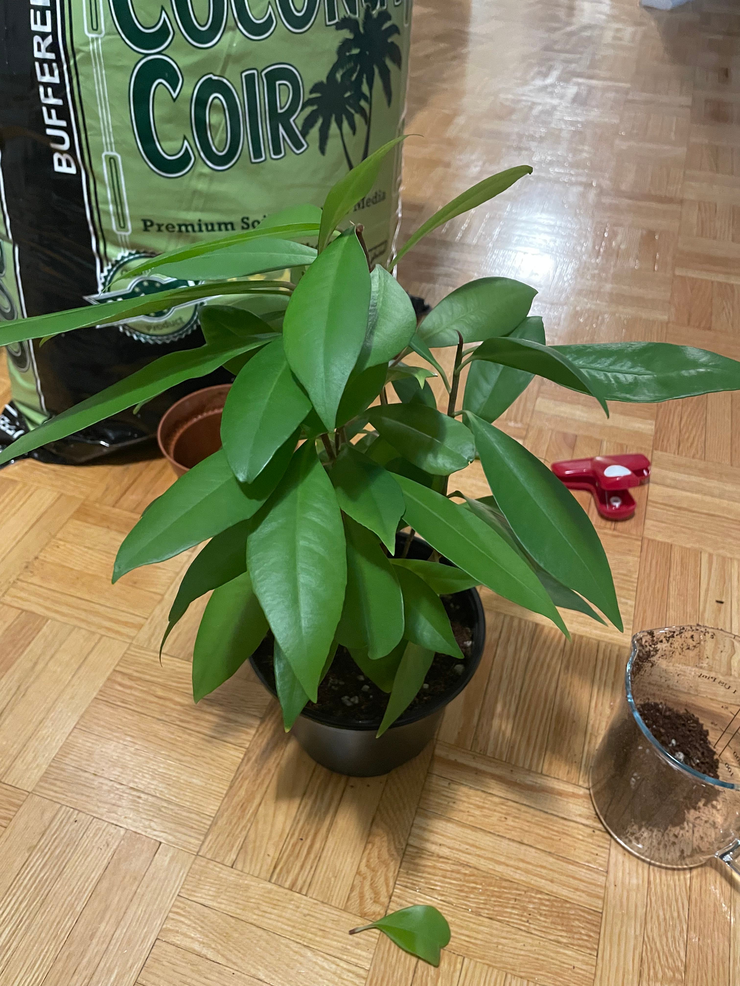 Shoebutton Plant Care: Water, Light, Nutrients | Greg App 🌱