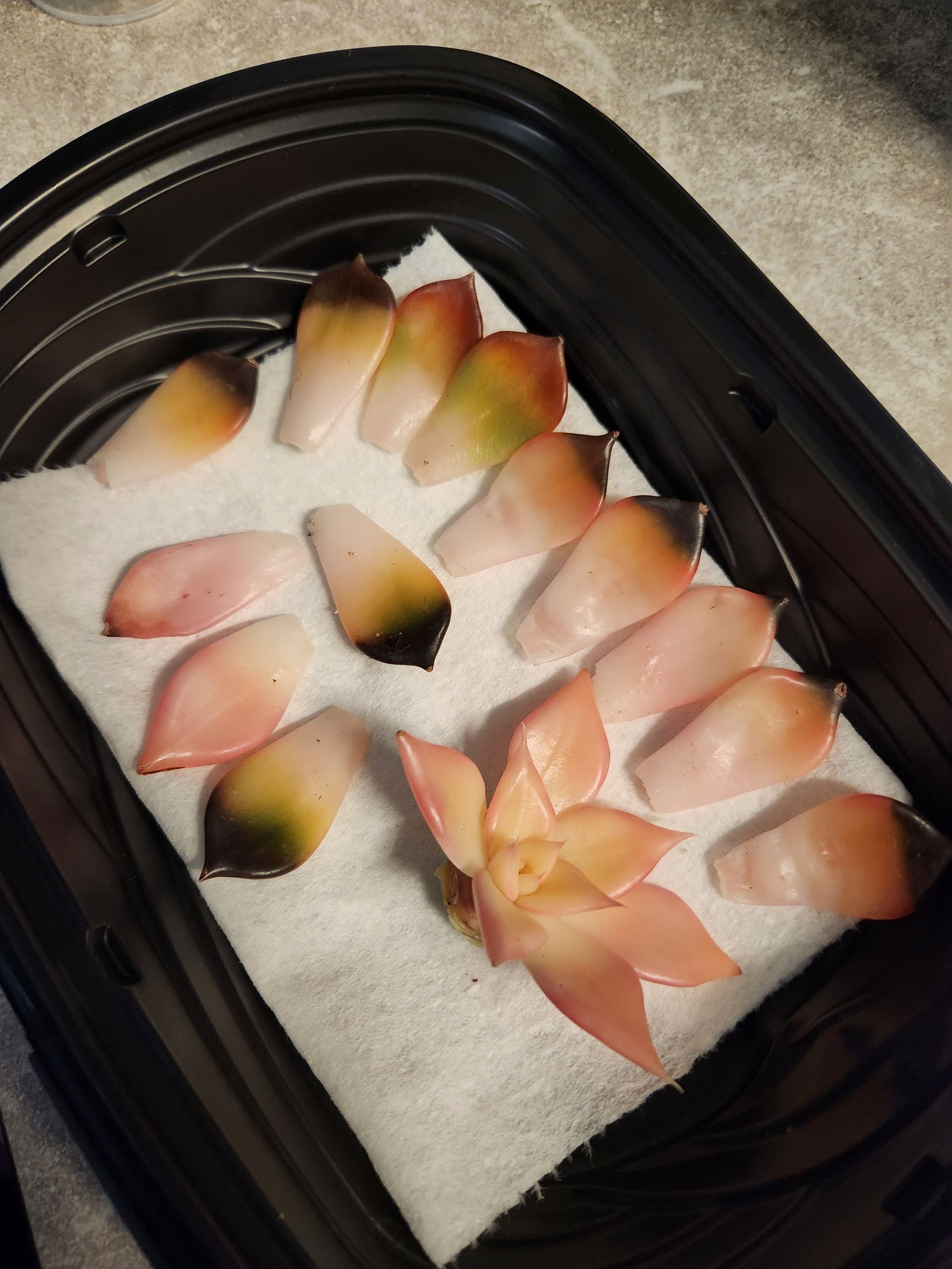 Sad lesson in overwatering succulents 😔