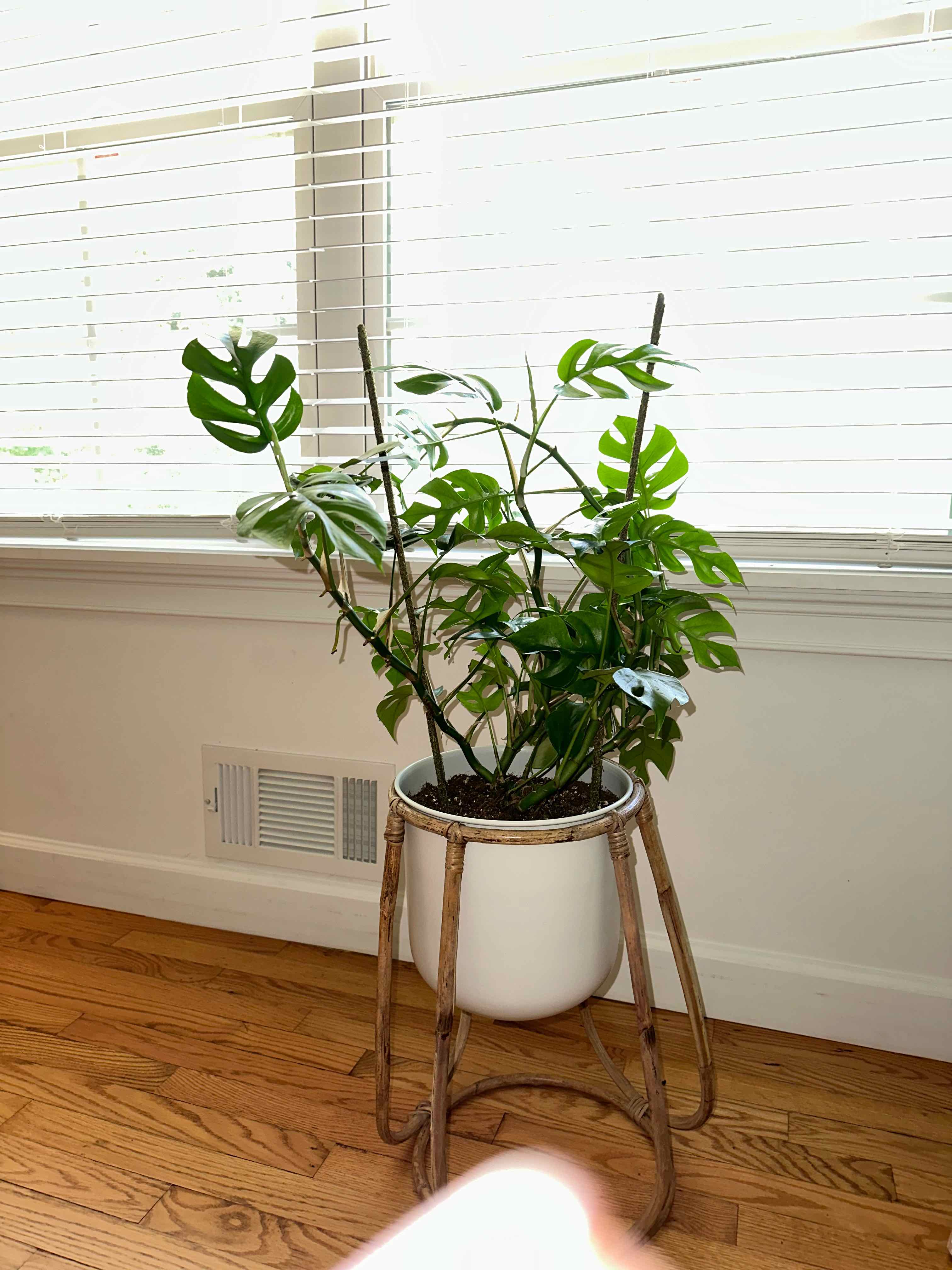 10 Advantages Of Having A Mini Monstera