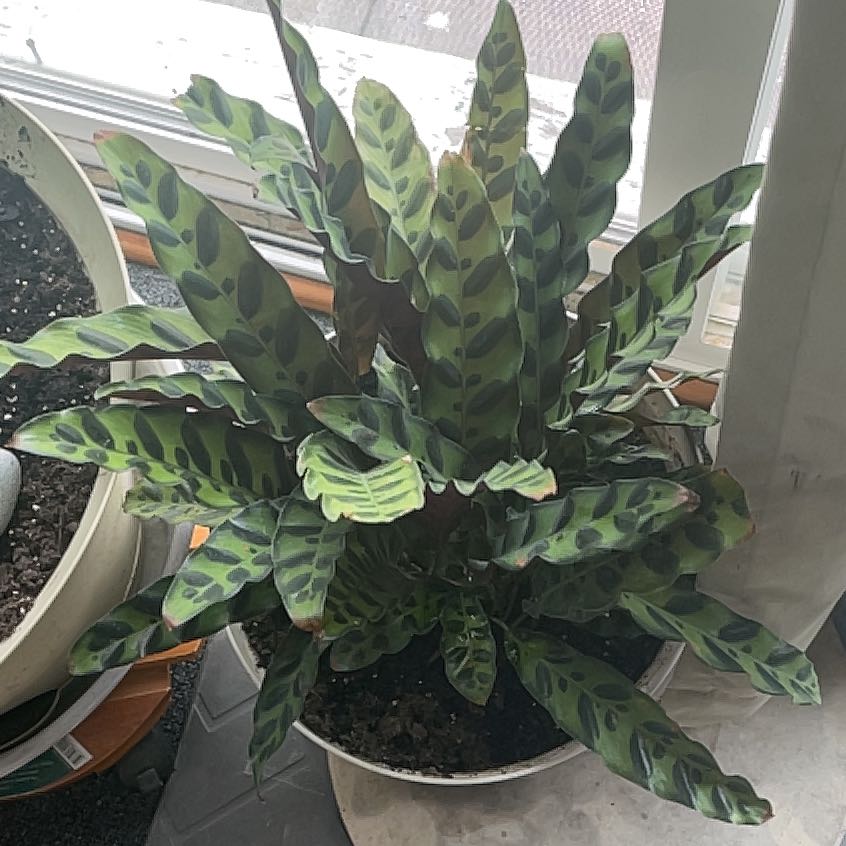 Nemo | A plant by @DreamySiamtulip on Greg