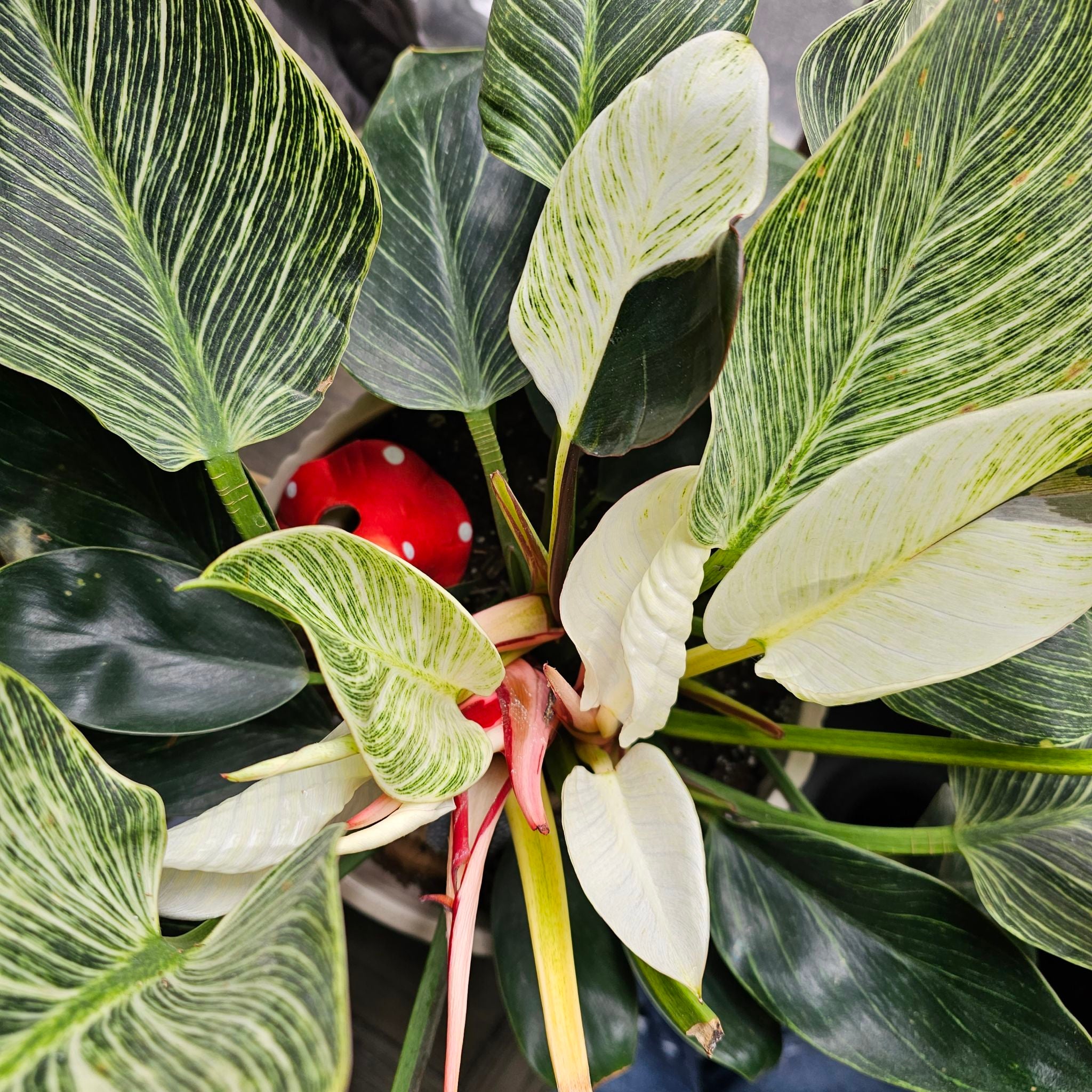 What is my Birkin growing?!