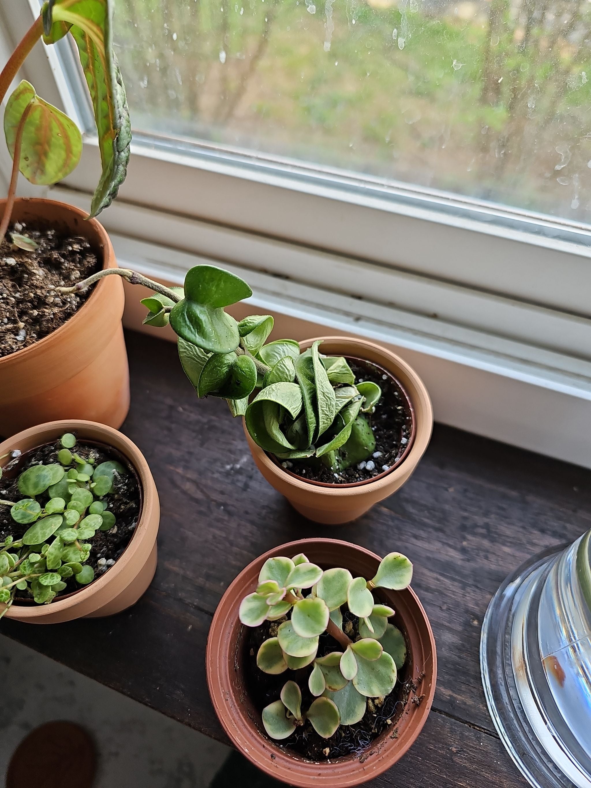 Hindu Rope Shriveling