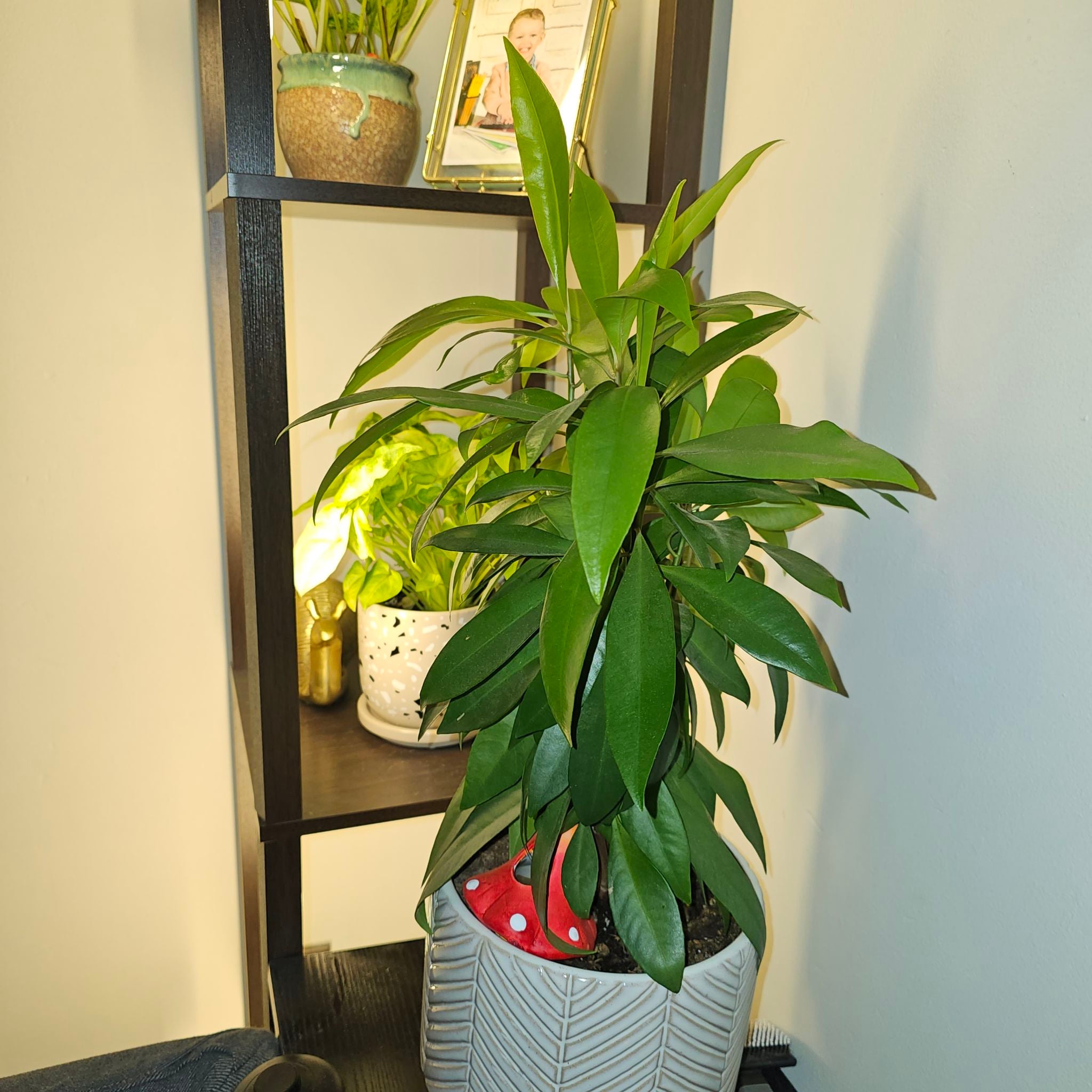 Shoebutton Plant Care: Water, Light, Nutrients | Greg App 🌱