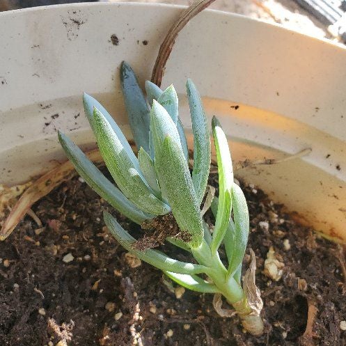 Personalized Skyscraper Senecio Care: Water, Light, Nutrients | Greg App