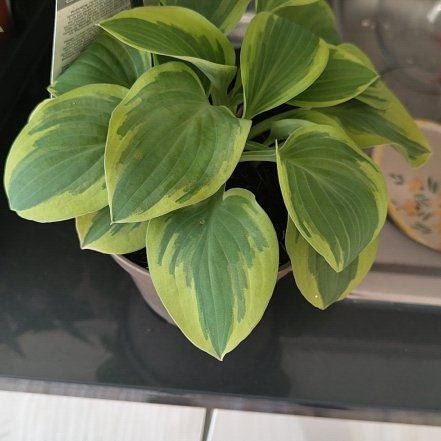 Hosta 'Antioch' Plant Care: Water, Light, Nutrients | Greg App 🌱