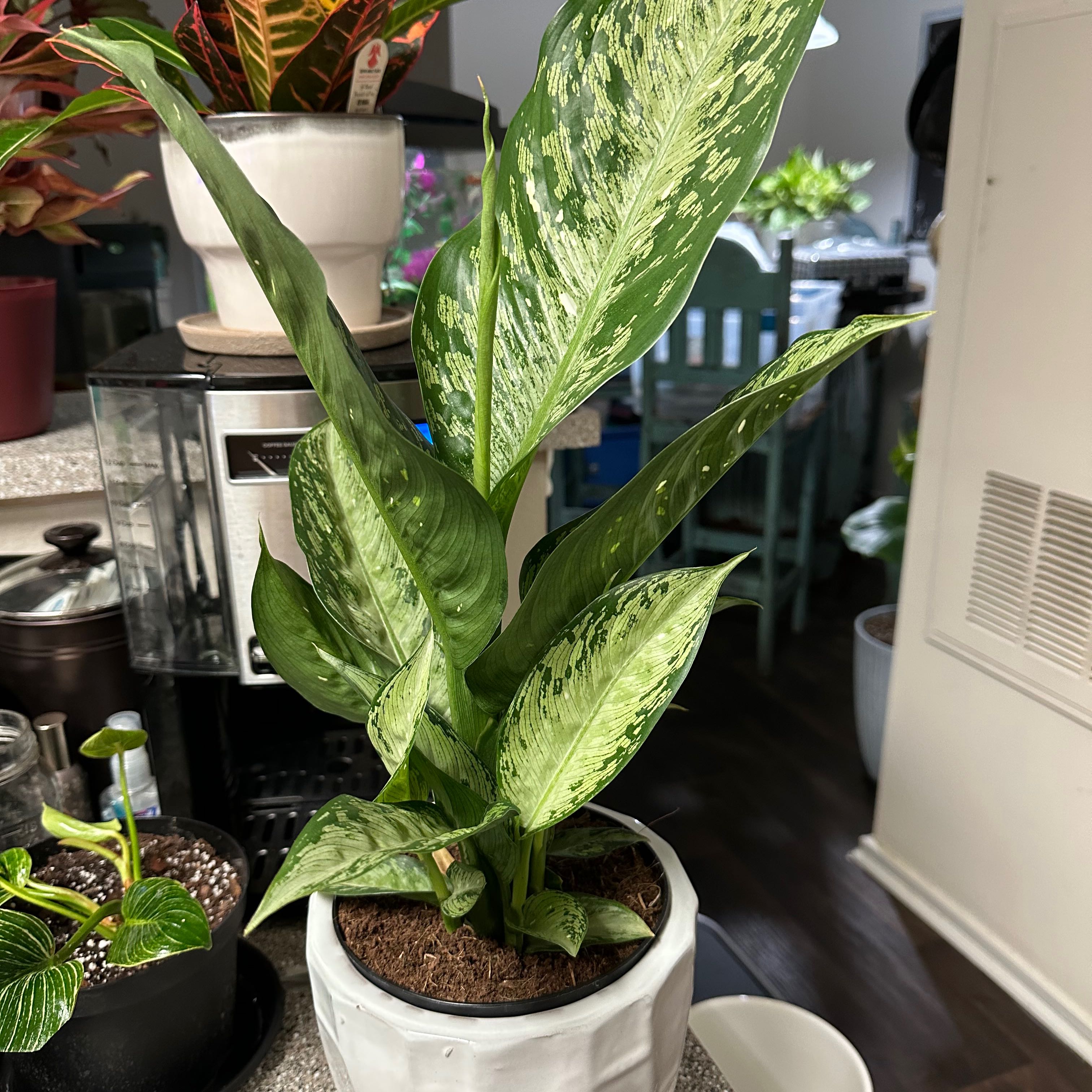 Luna | A plant by @RainWater on Greg