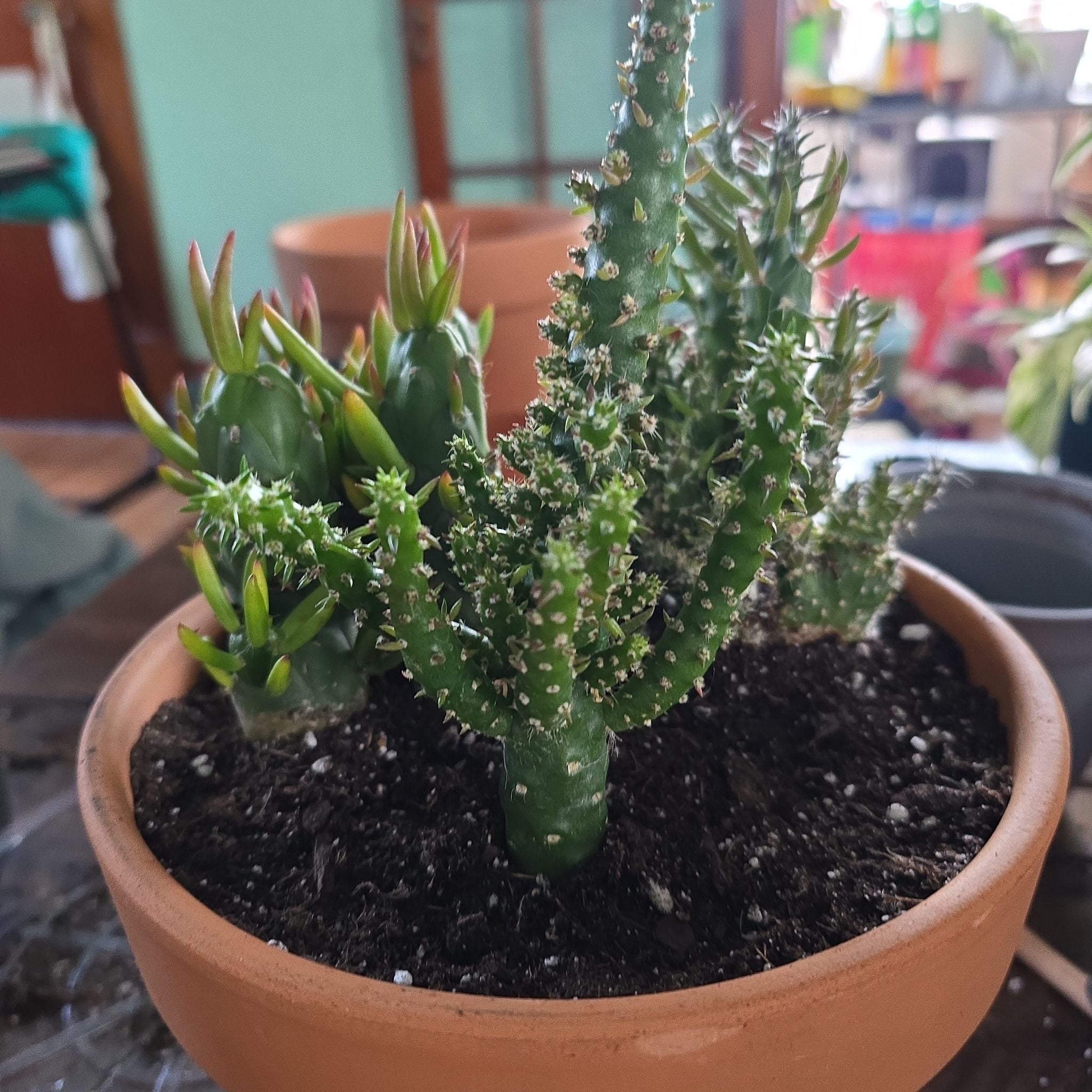 Eureka | A plant by @FreshShyleaf on Greg