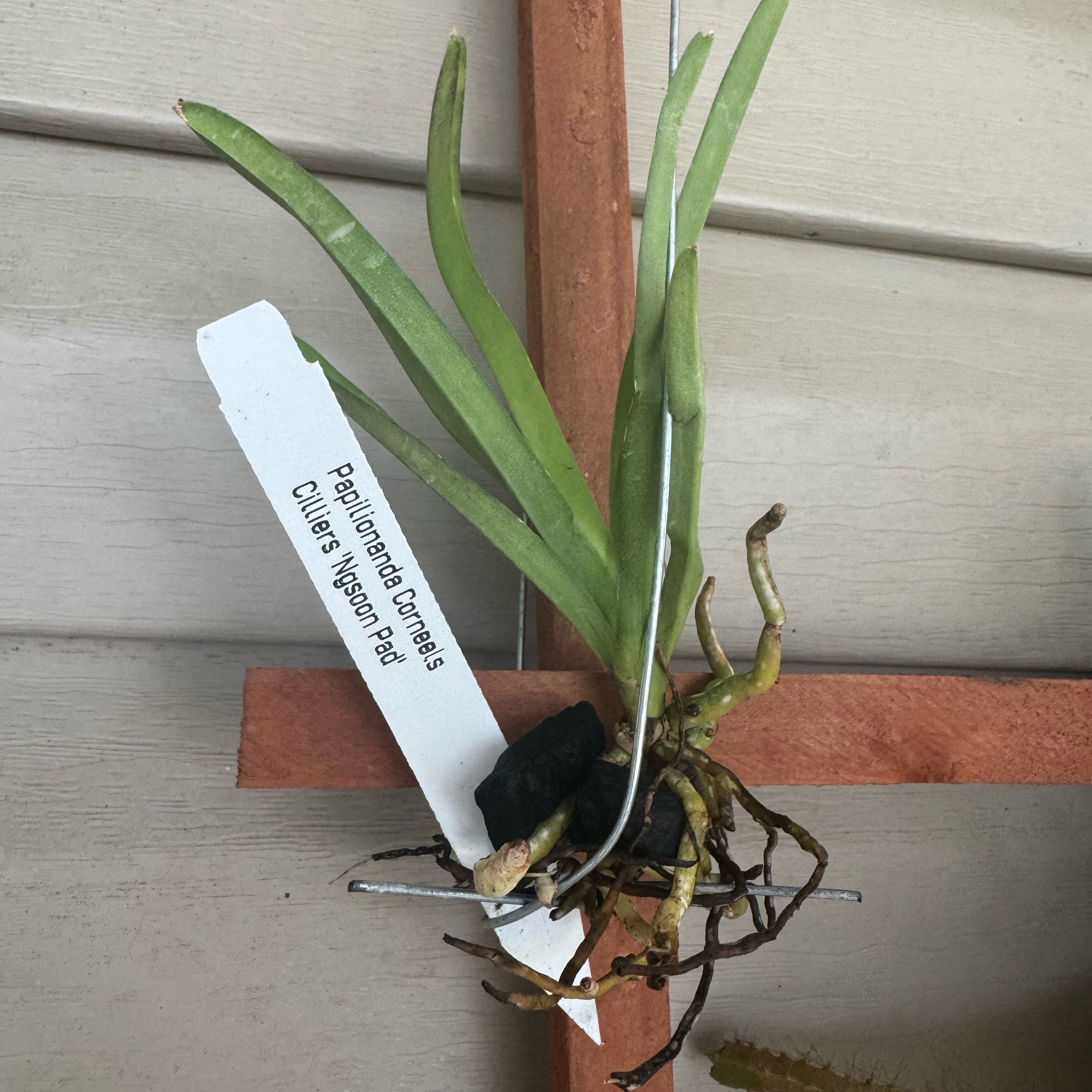 Common Vanda orchid Problems