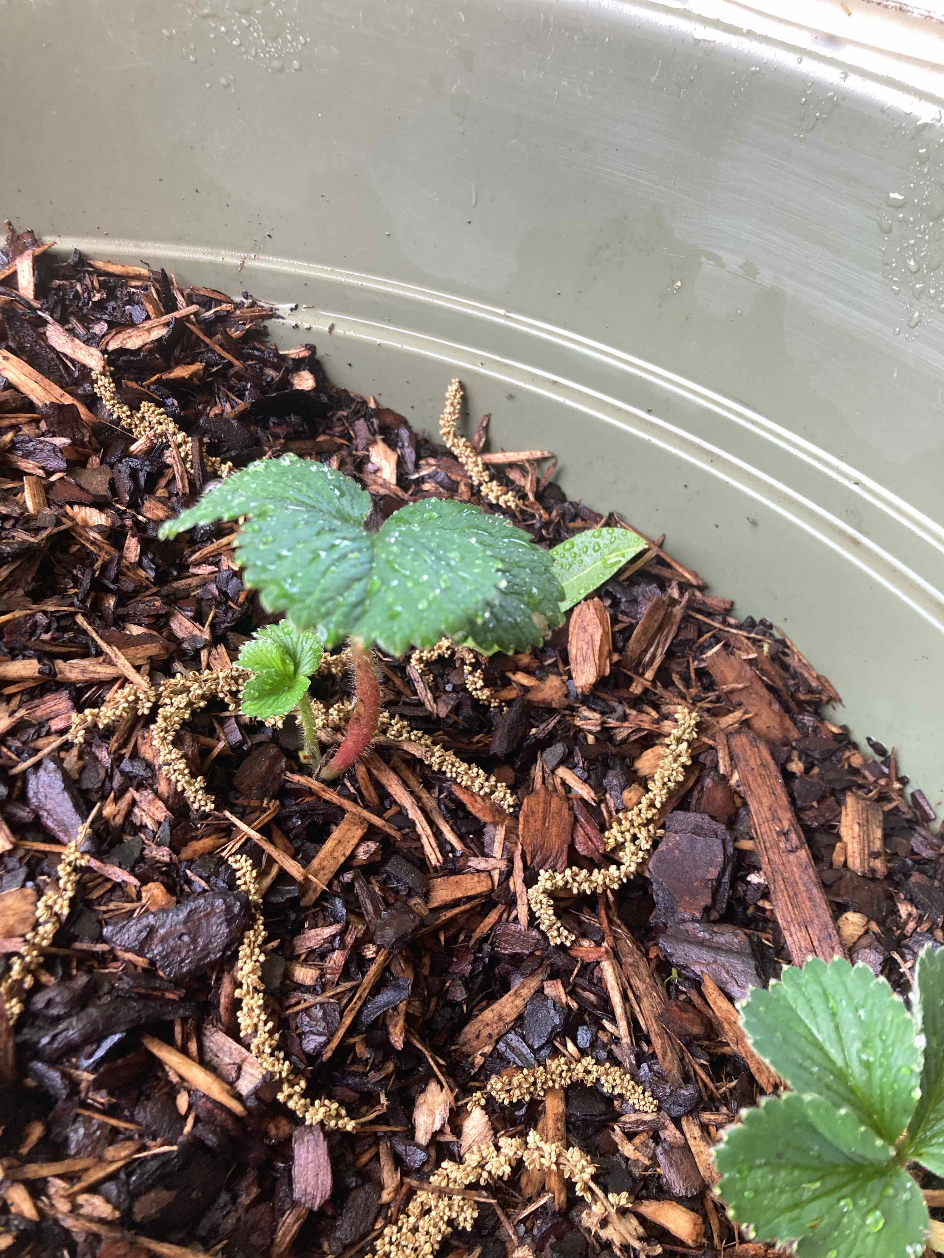 🍓 Propagating My Garden Strawberry: Step-by-Step Guide