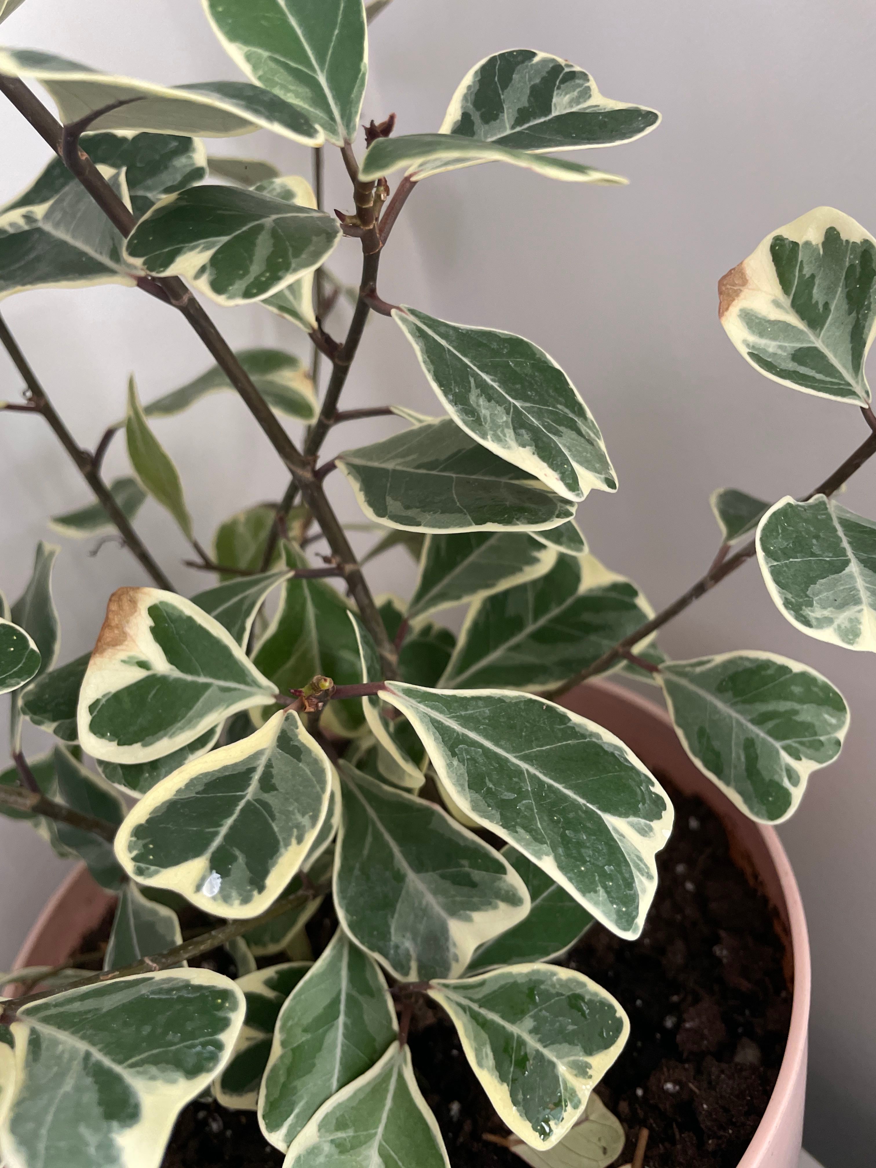 The Complete Ficus triangularis 'Variegata' Plant Care Guide: Water ...