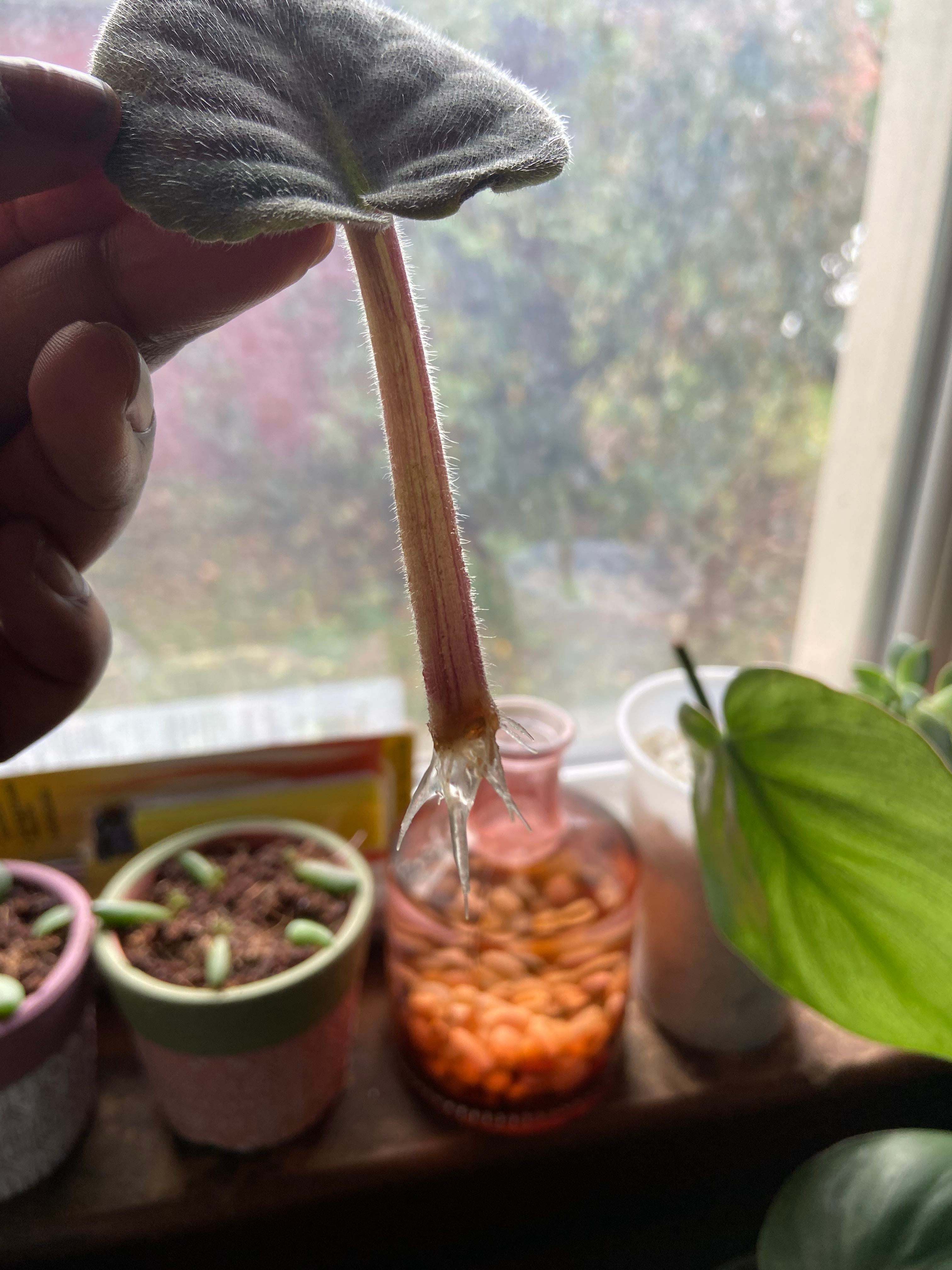 Streptocarpus 'Pretty Turtle' Care 101: Water, Light & Growing Tips