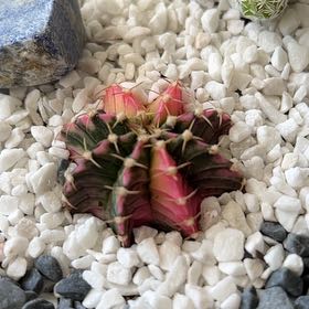 Personalized Variegated Moon Cactus Care: Water, Light, Nutrients ...