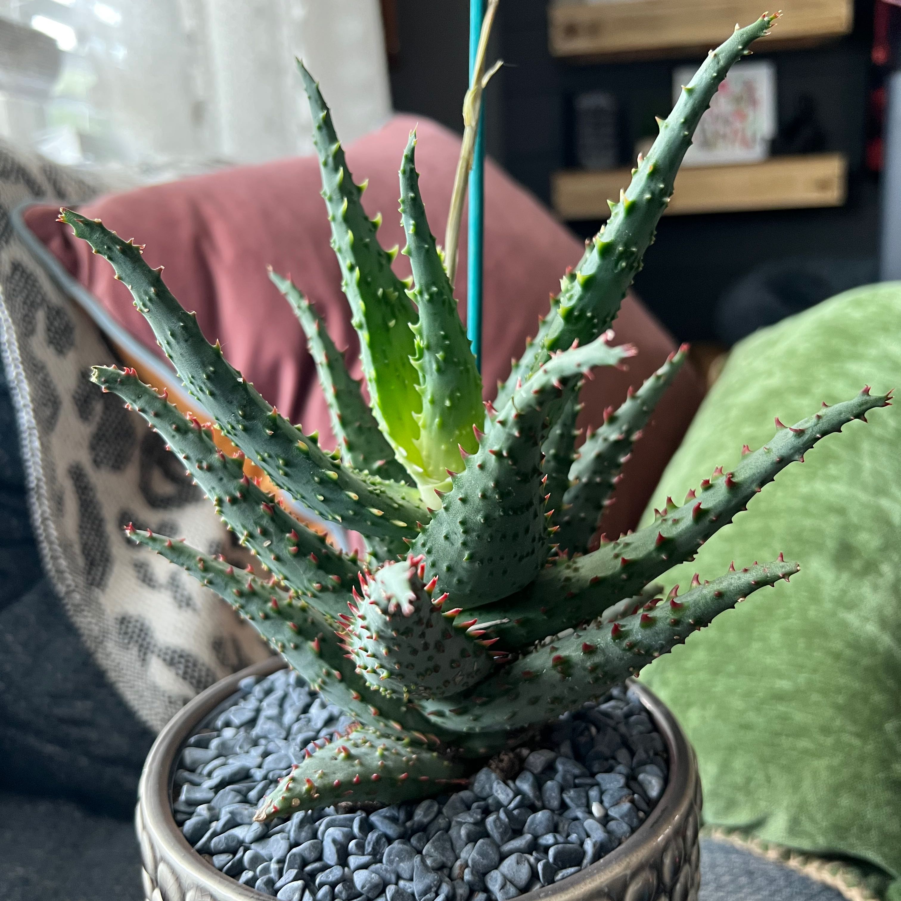 Keep Your Aloe 'Coral Fire' Alive: Light, Water & Care Instructions
