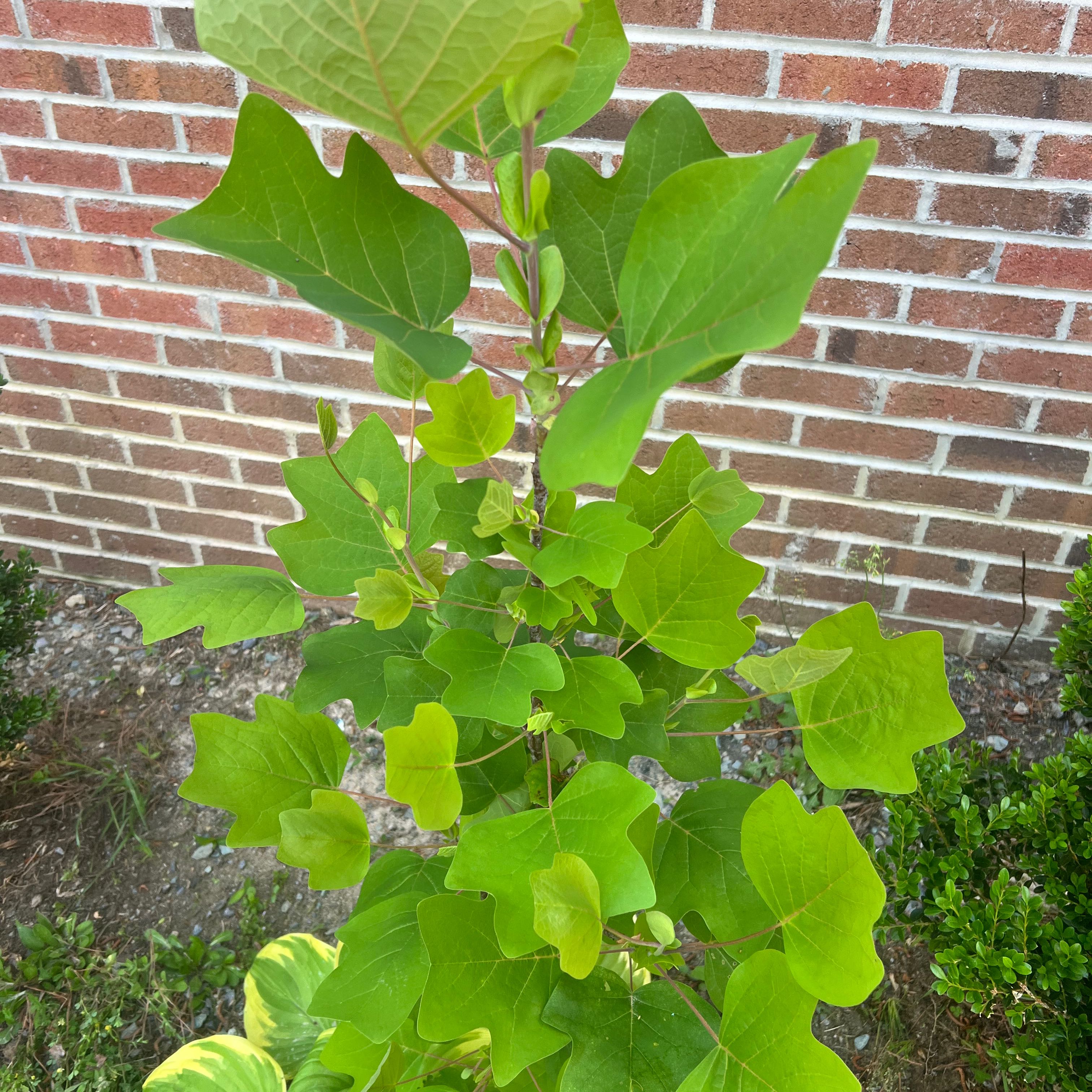 🌷 Why Does My Tulip Poplar Have Yellow Leaves?