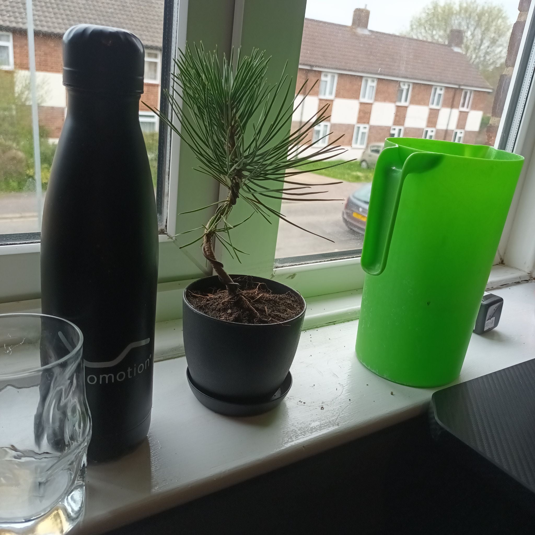 How to Propagate Your Japanese Black Pine