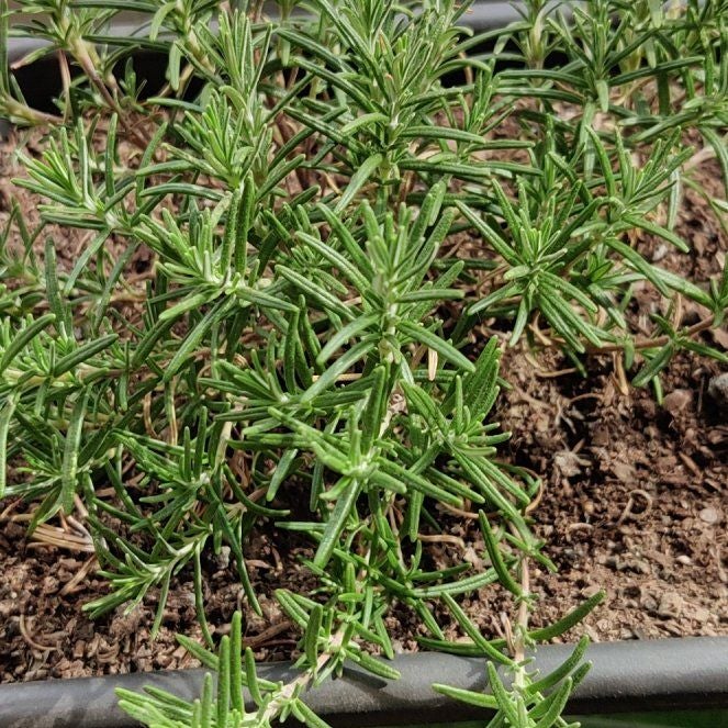 Athena | A plant by @HonoredRosea on Greg