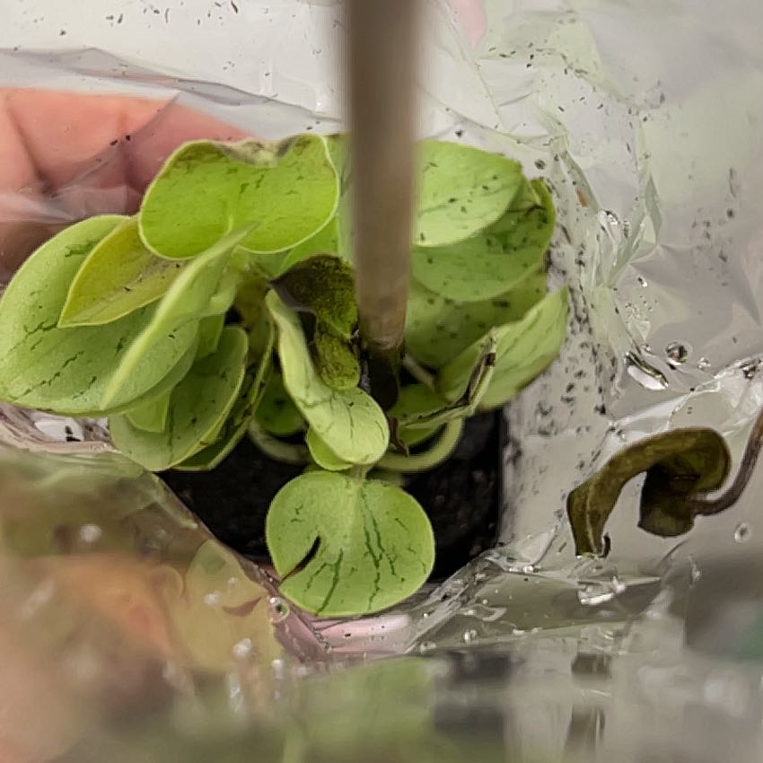Why Are There Black Spots on My Water Lettuce Leaves?