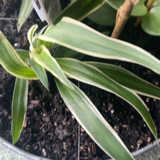 Zeus | A plant by @MightyAvocado on Greg