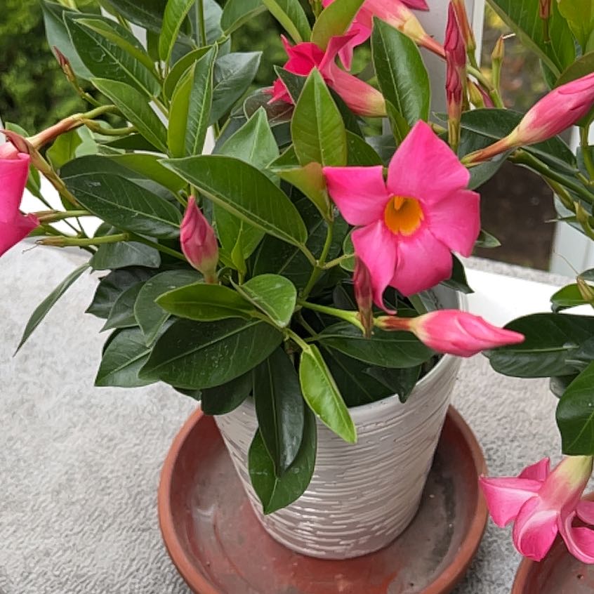 Why Does My Dipladenia 'Rio' Have Yellow Leaves?