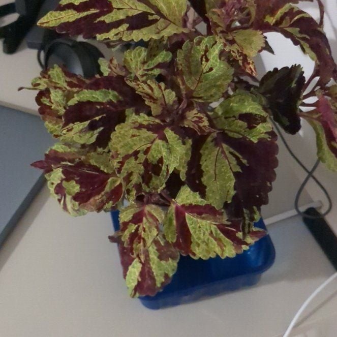 Captain Plant-it | A plant by @DefiantTawapou on Greg