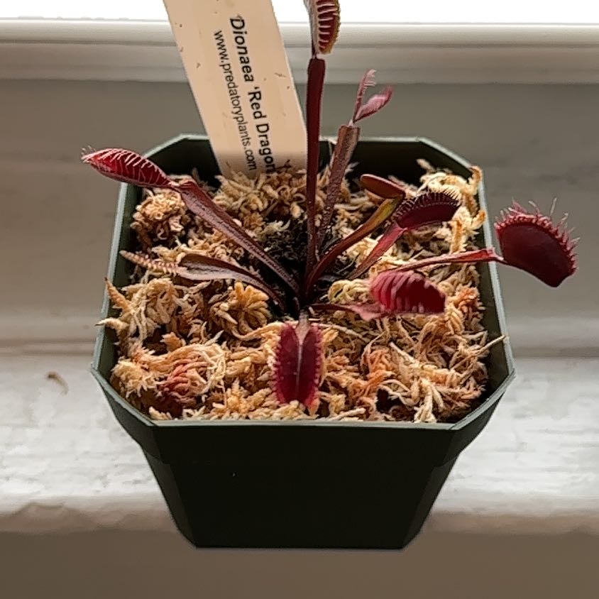 Personalized Red Dragon Fly Trap Care: Water, Light, Nutrients | Greg App