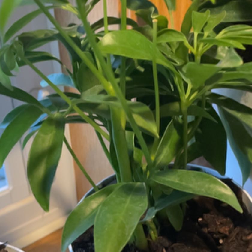 Marley | A plant by @EarthyHoya on Greg