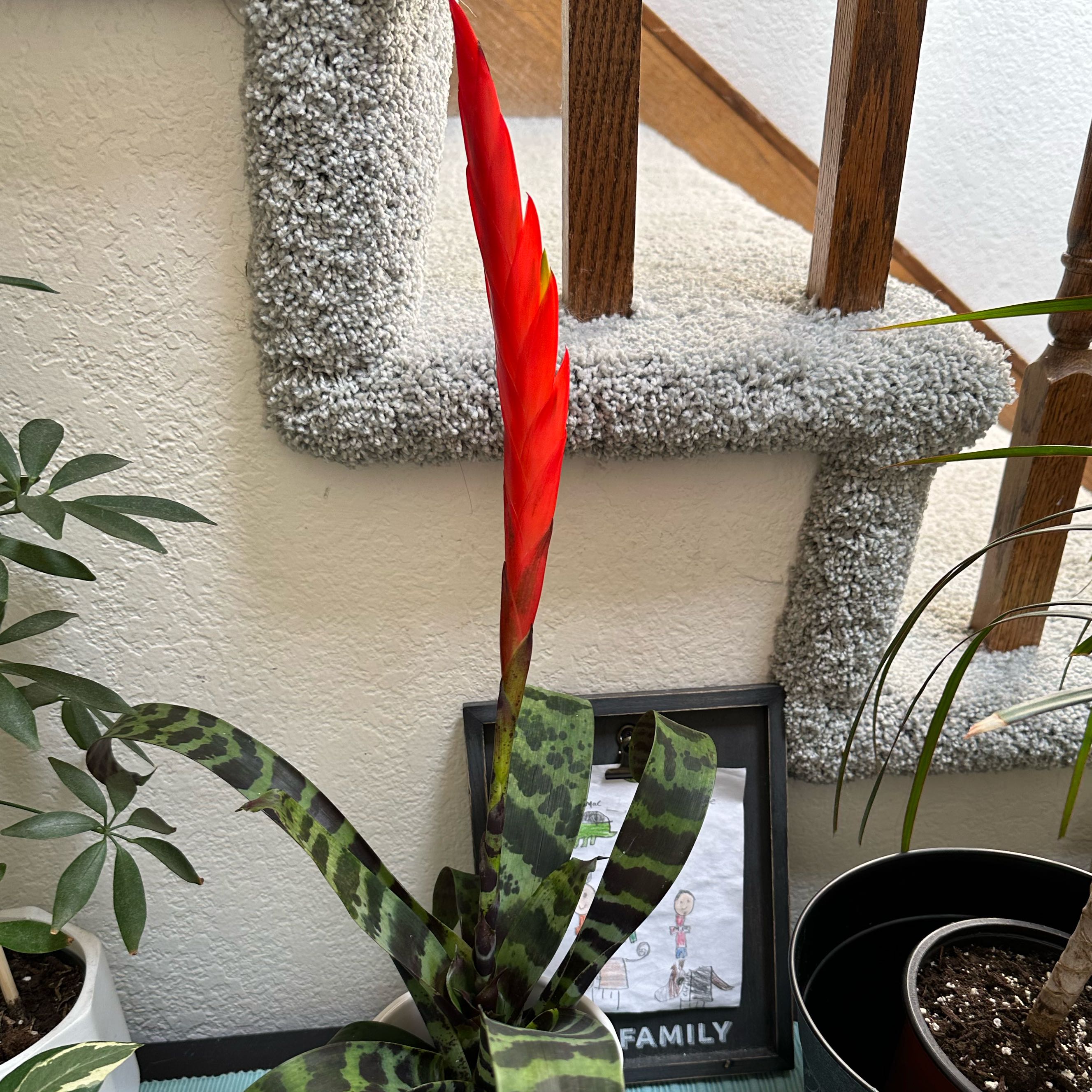 Why Are My Flaming Sword Bromeliad Leaves Curling?