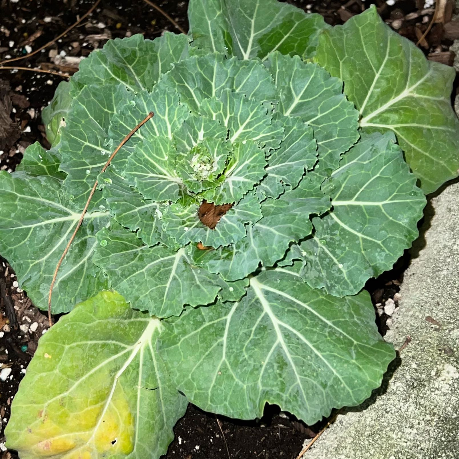 🍂 What Should I Do When Wild Cabbage Leaves Turn Yellow?