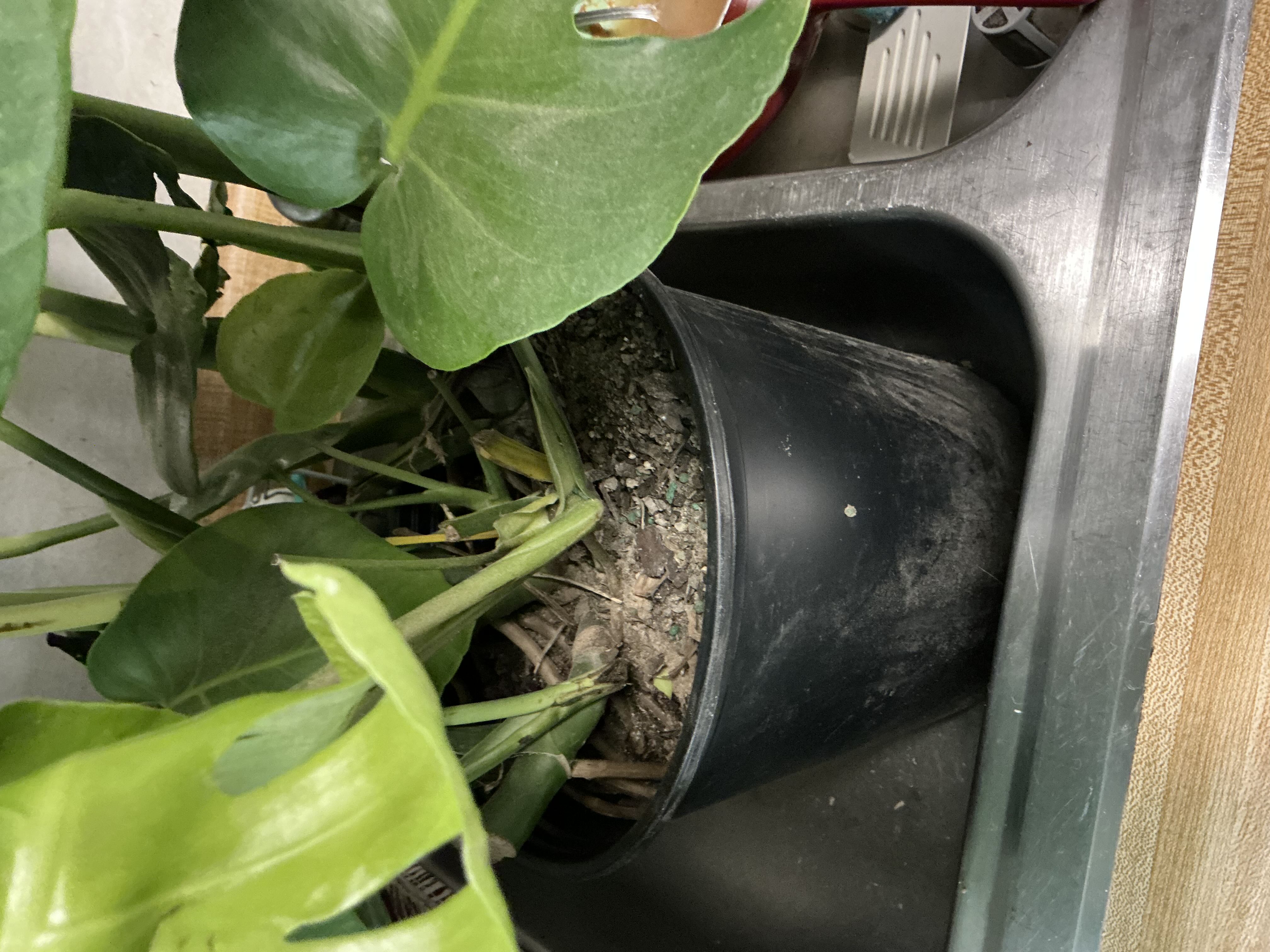 Keep Your Monstera Alive: Light, Water & Care Instructions