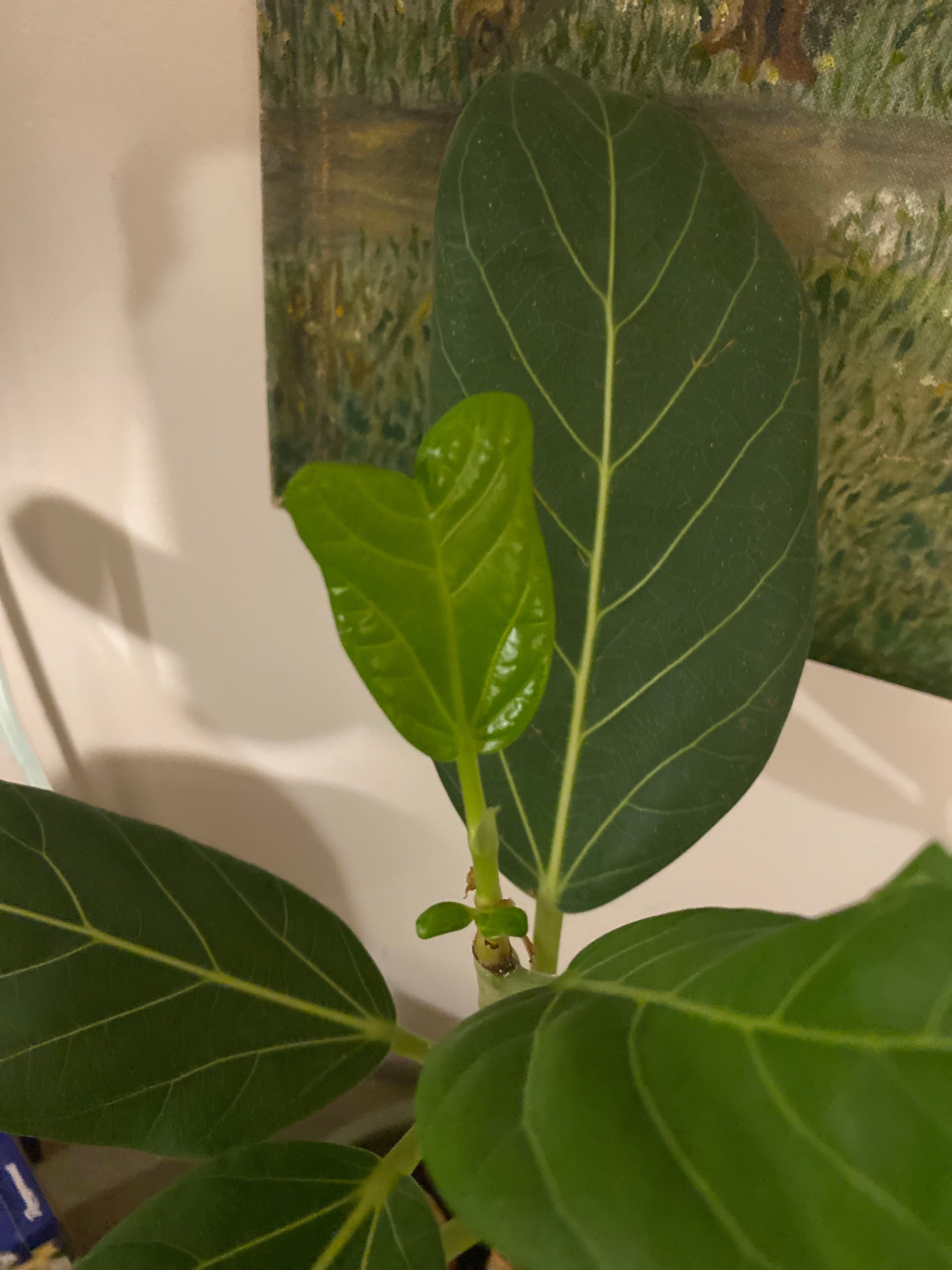 Light Requirements For My Audrey Ficus By Season