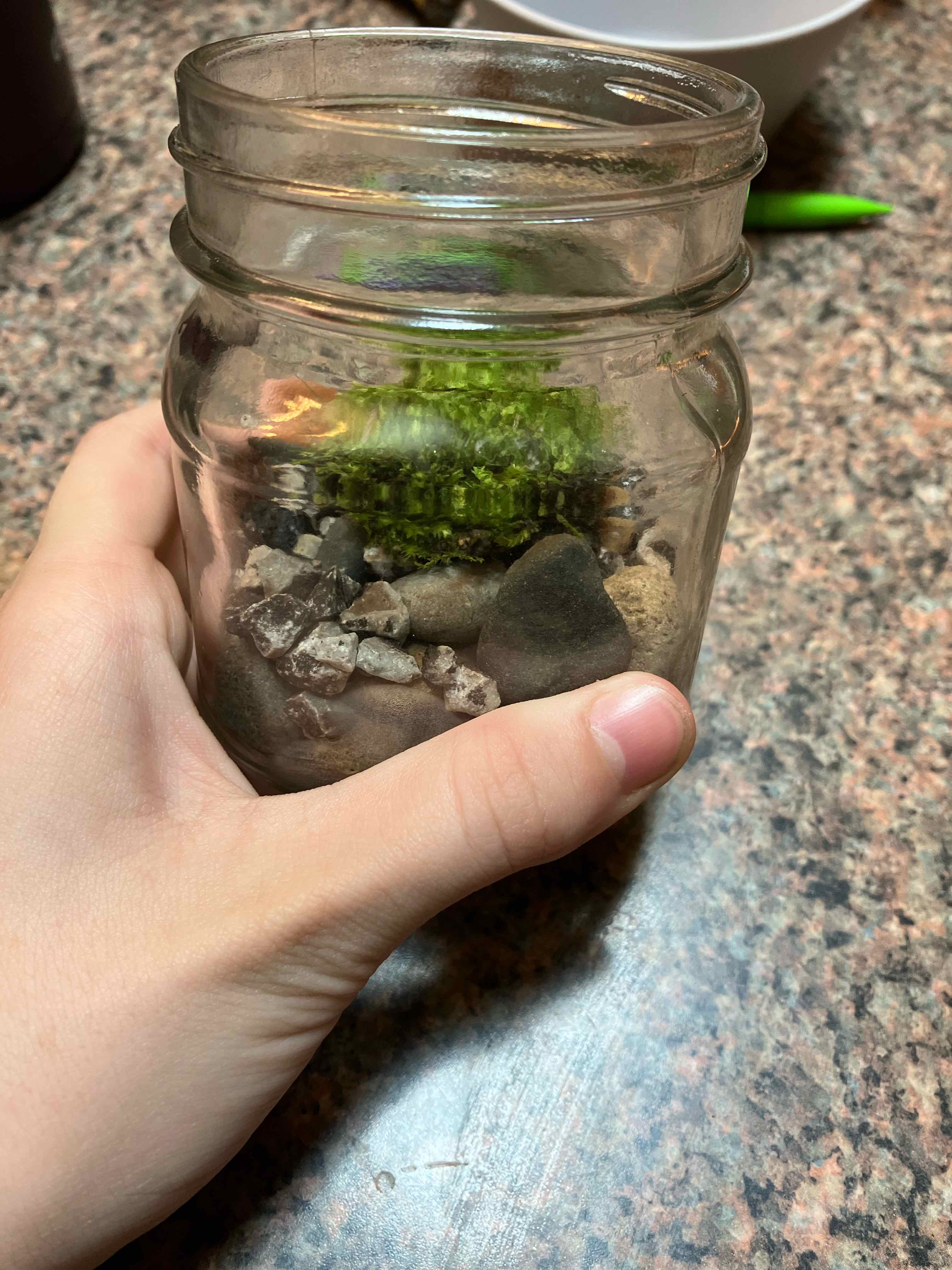 Propagating My Silvergreen Bryum Moss: Step-by-Step Guide