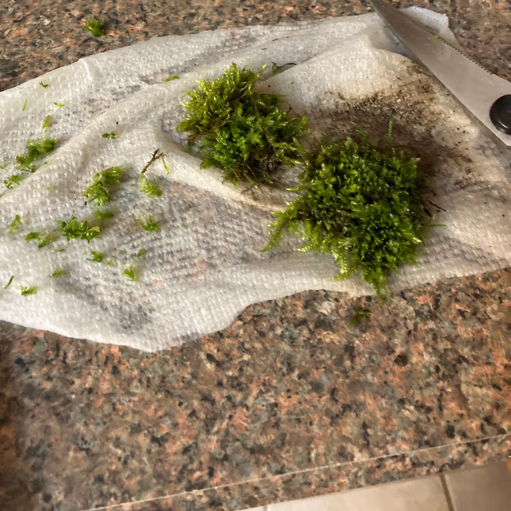 Clustered Thread-Moss Plant Care: Water, Light, Nutrients | Greg App 🌱 Clustered Thread-Moss Plant Care: Water, Light, Nutrients | Greg App 🌱