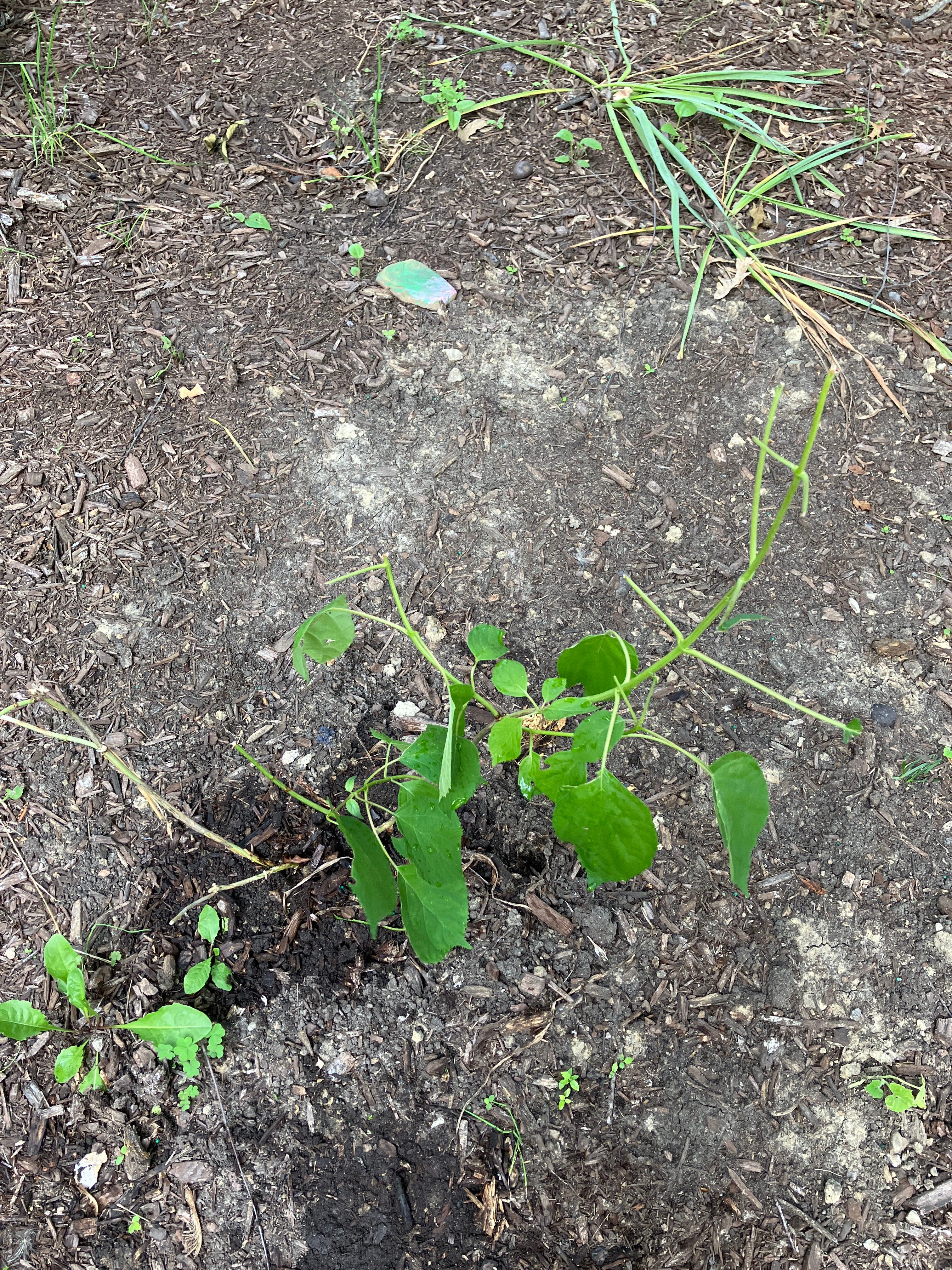 Diagnosing French Hydrangea Root Rot