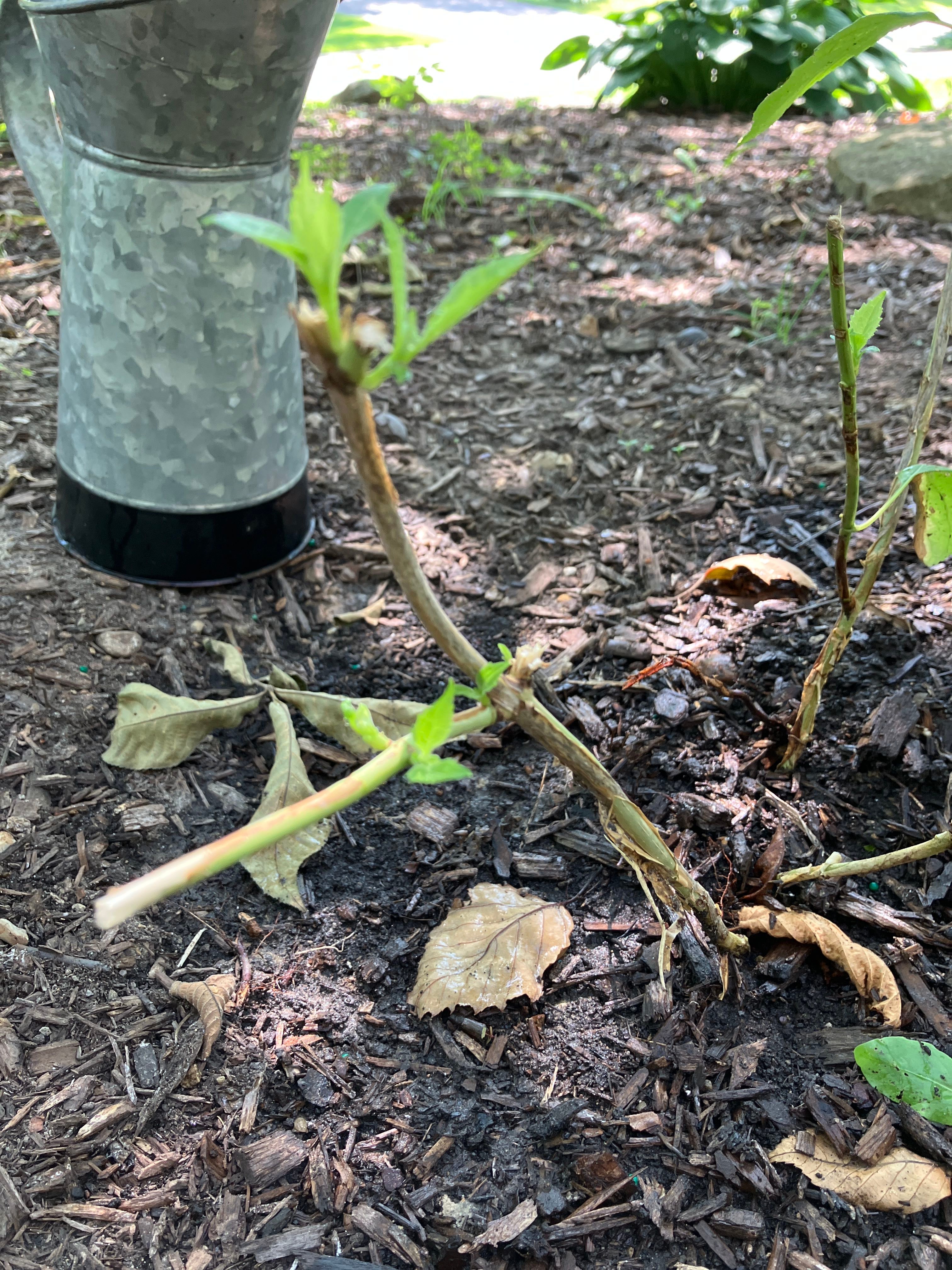 Diagnosing French Hydrangea Root Rot