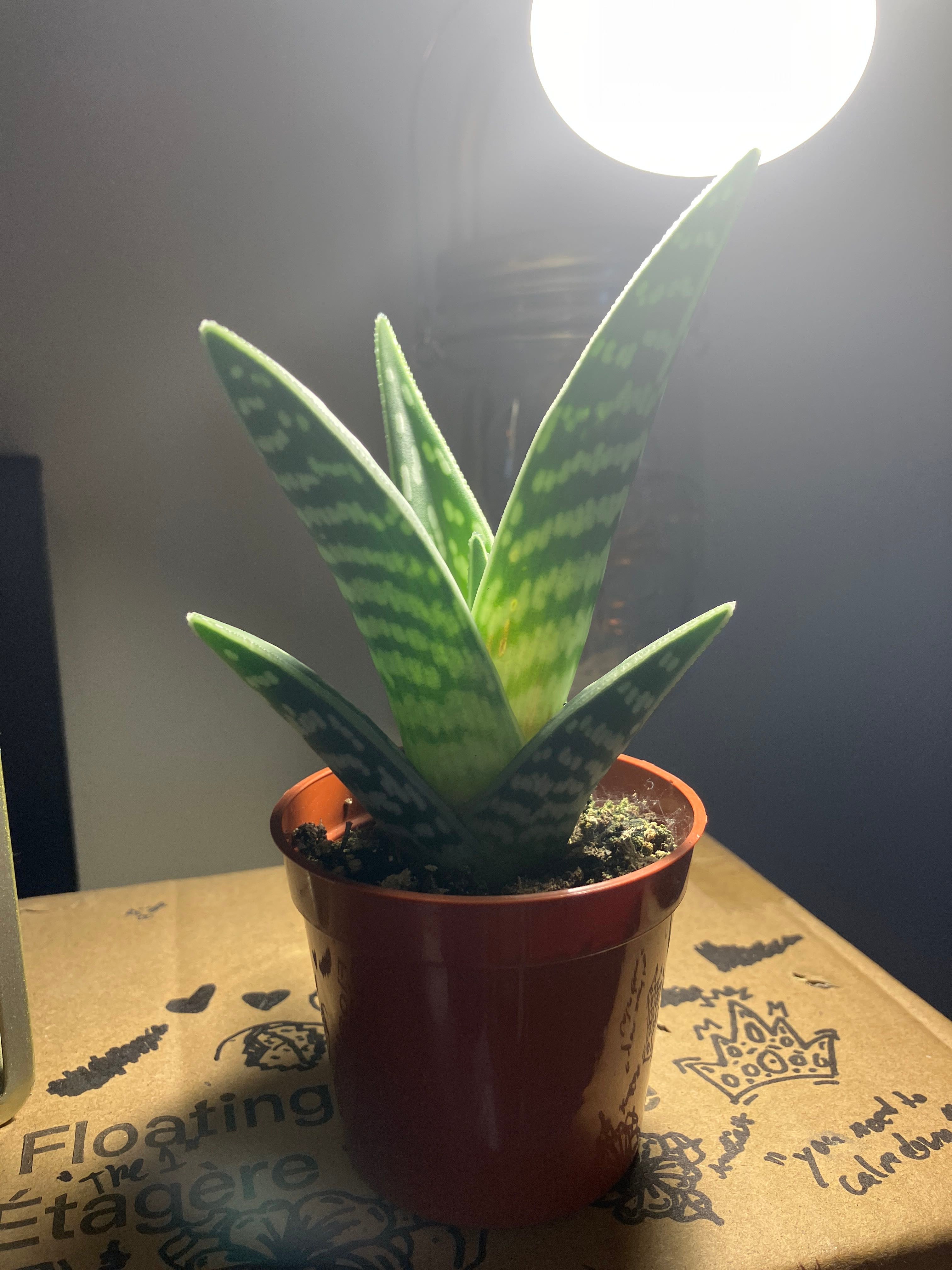 Keep Your Tiger Aloe Alive: Light, Water & Care Instructions