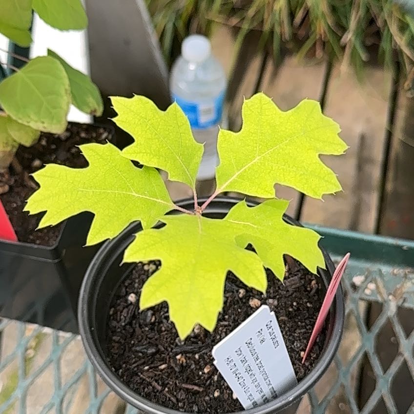 🌞 Is Direct Sunlight Good for My Northern Red Oak?
