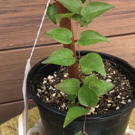 Personalized Chinese Clematis Care: Water, Light, Nutrients | Greg App