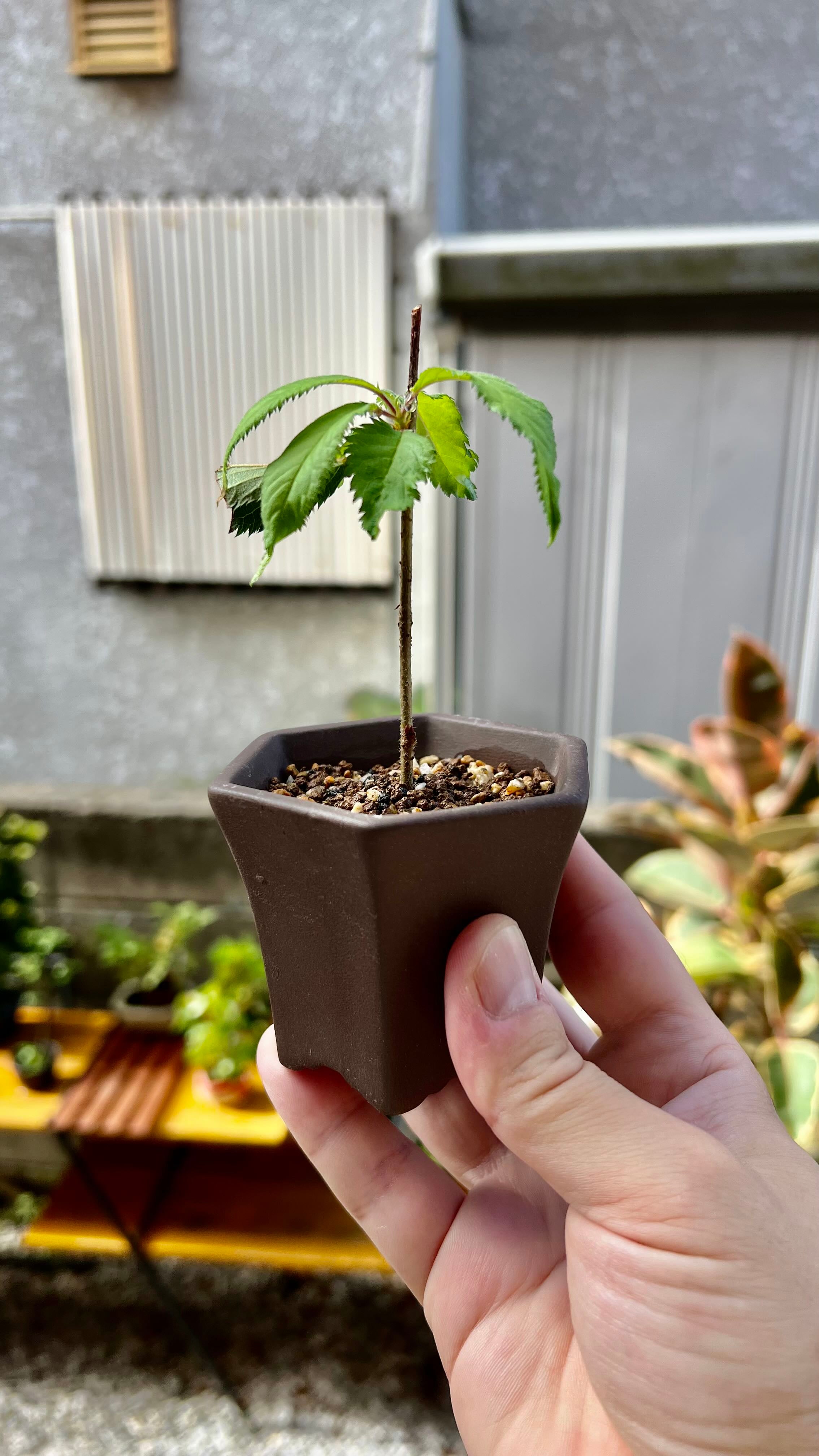 Step-by-Step Guide to Choosing White Peach Varieties 🍑