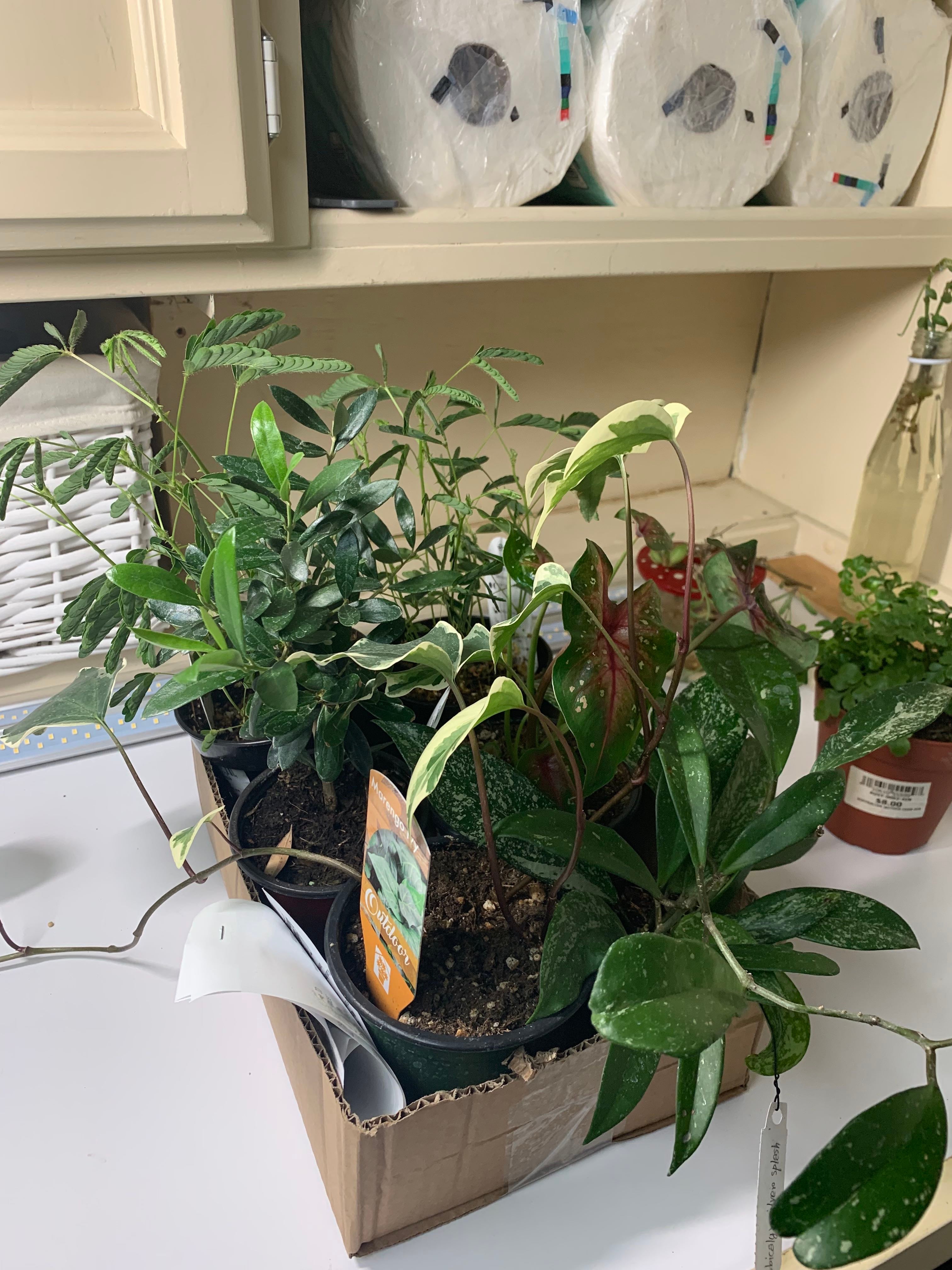 👼 How to Fix Droopy Leaves on Your Angel Wings