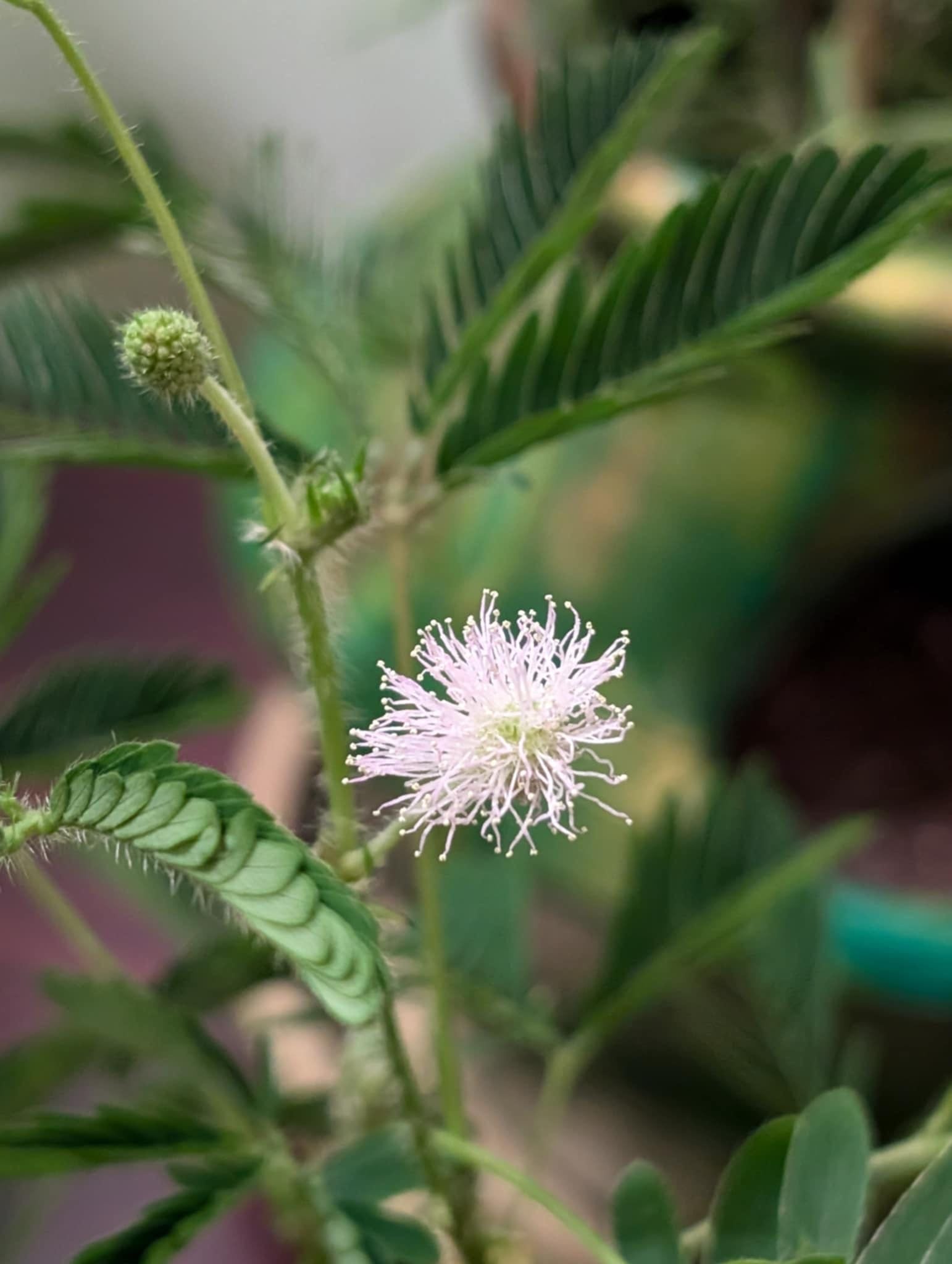 Sensitive Plant: How Much Water & Light Does it Need to Thrive?
